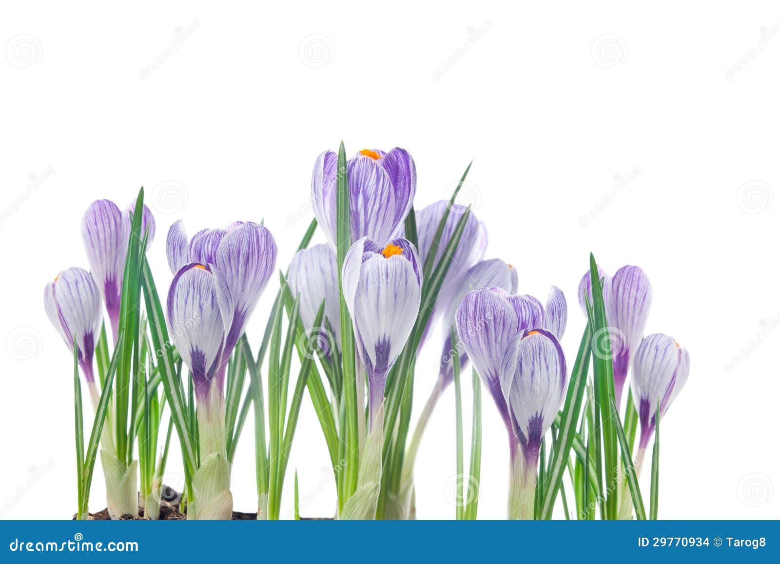 Azafranes Delicadas Aisladas En Un Blanco Foto de archivo - Imagen de ...
