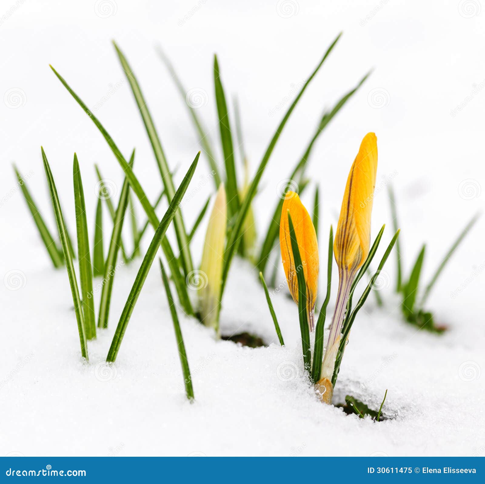 Azafranes en nieve imagen de archivo. Imagen de crecimiento - 30611475