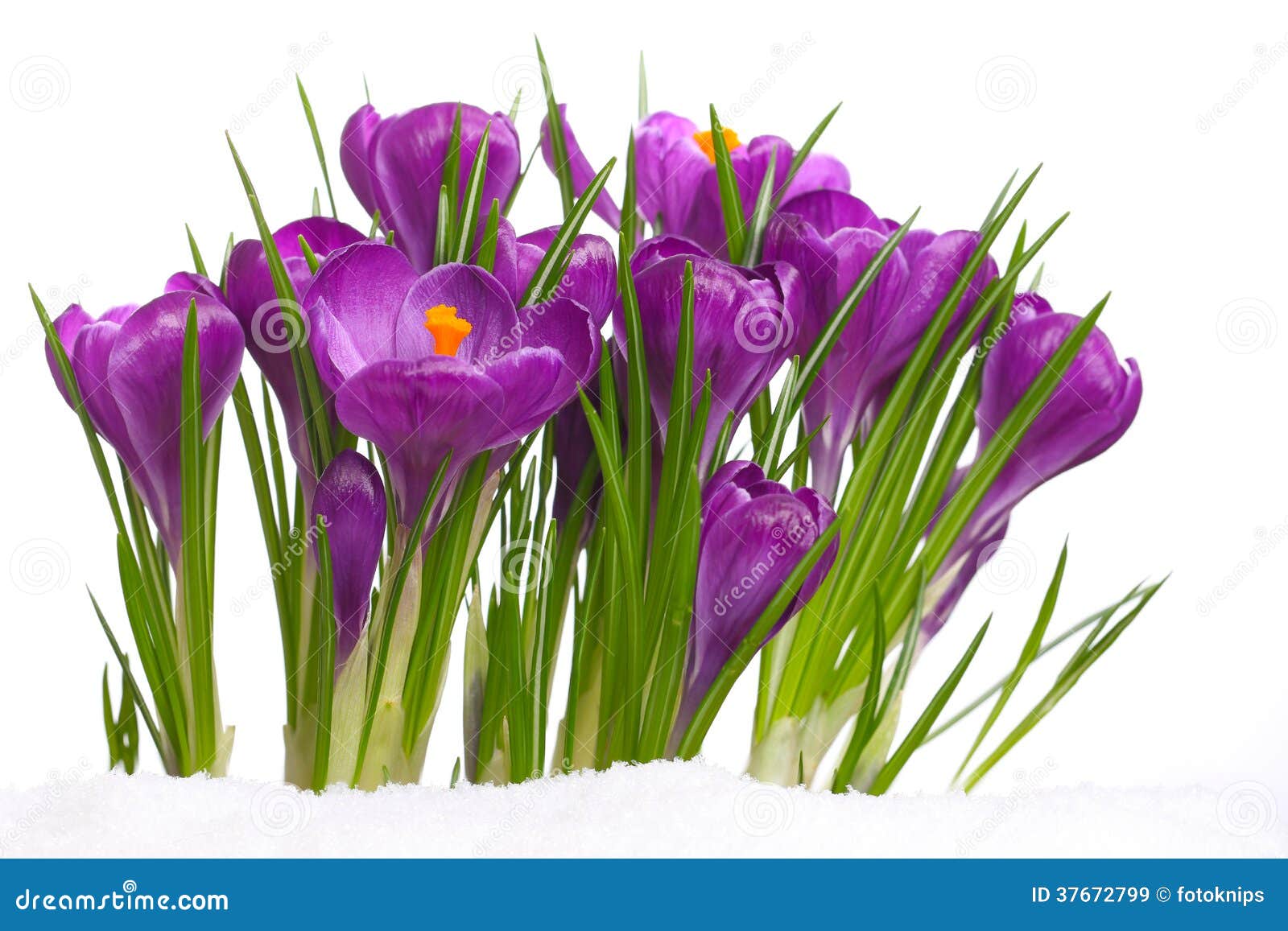 Azafranes en nieve imagen de archivo. Imagen de nieve - 37672799