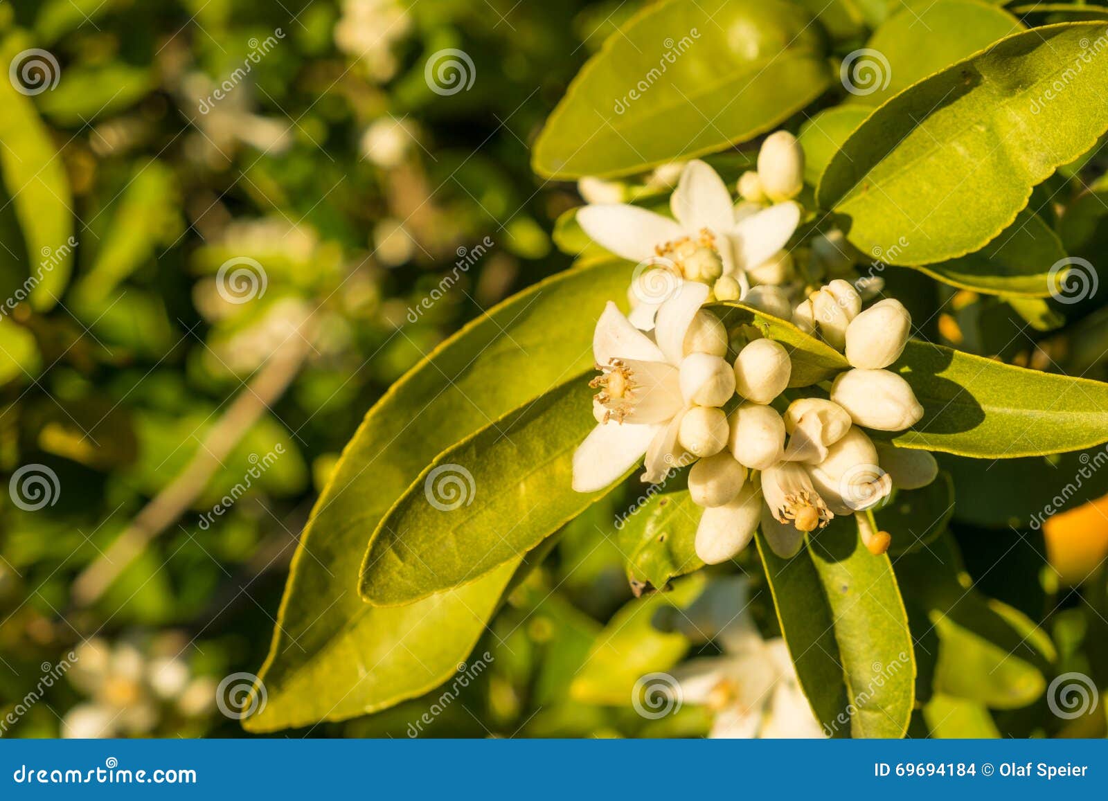 Azahar blossom stock photo. Image of bloom, lemon, horizontal - 69694184