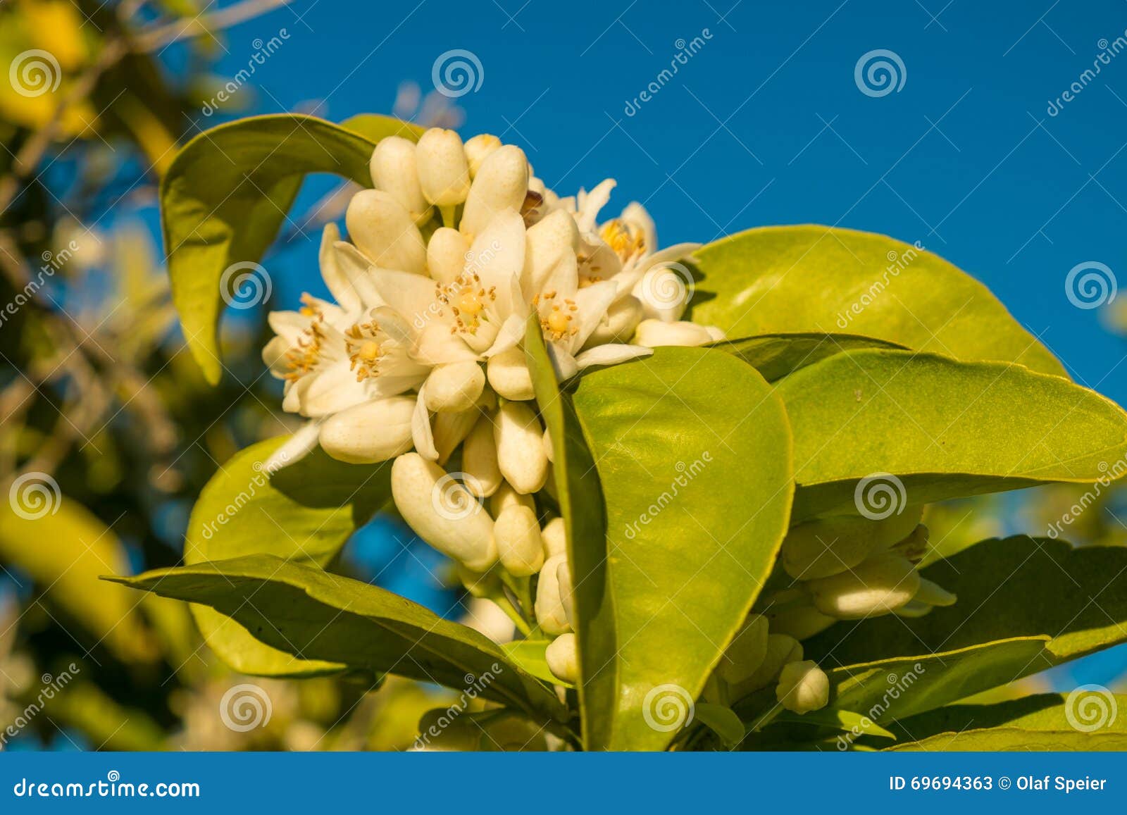Azahar blossom stock image. Image of costa, fruit, lush - 69694363