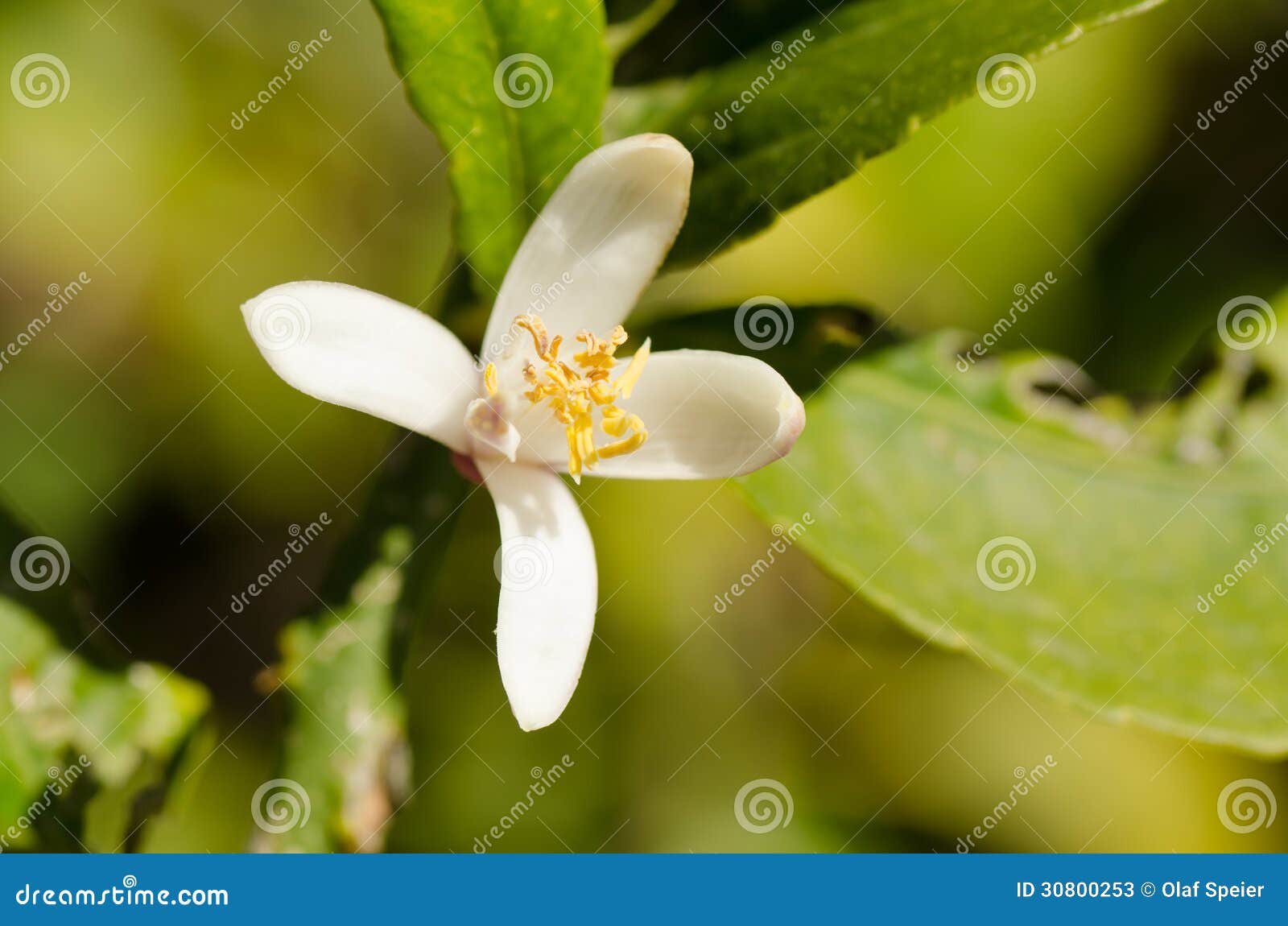 Azahar flower stock image. Image of blossom, orange, plantation - 30800253