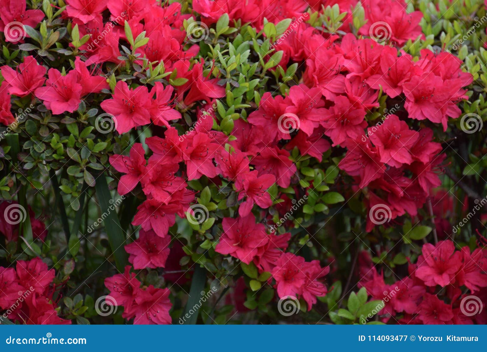 Azalea immagine stock. Immagine di azalea, esterno, bellezza - 114093477