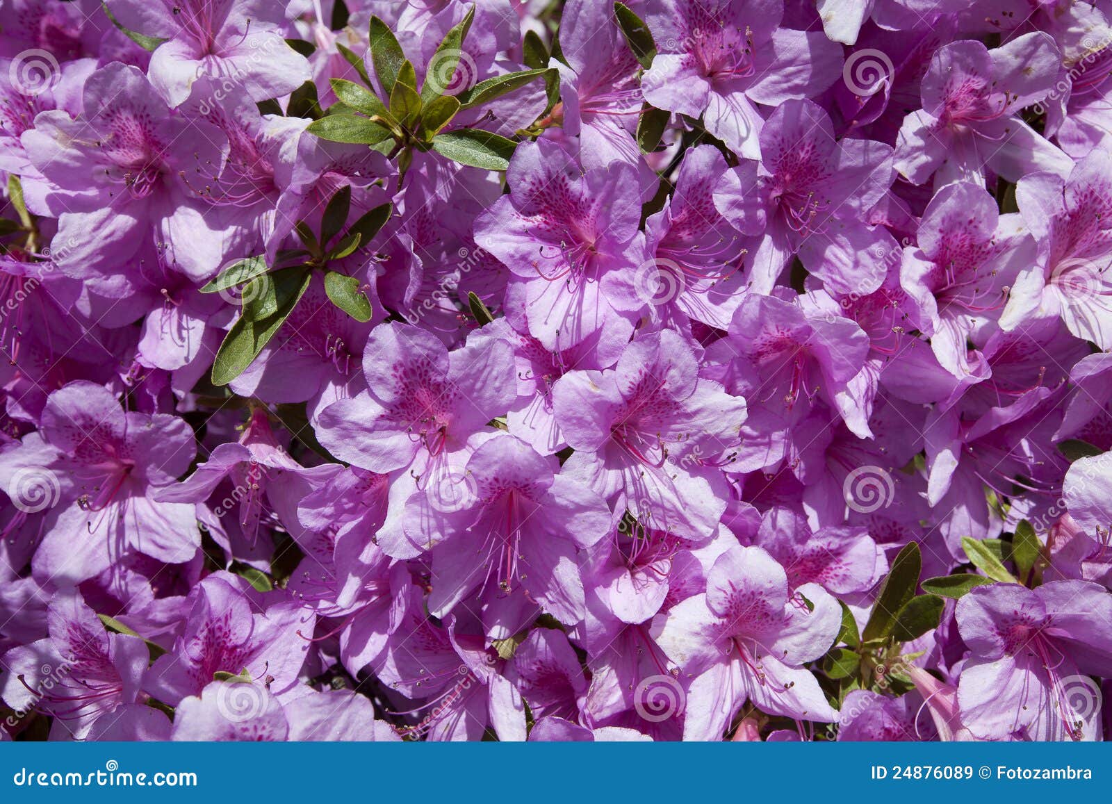 Azalea stock image. Image of foundations, bloom, azalea - 24876089
