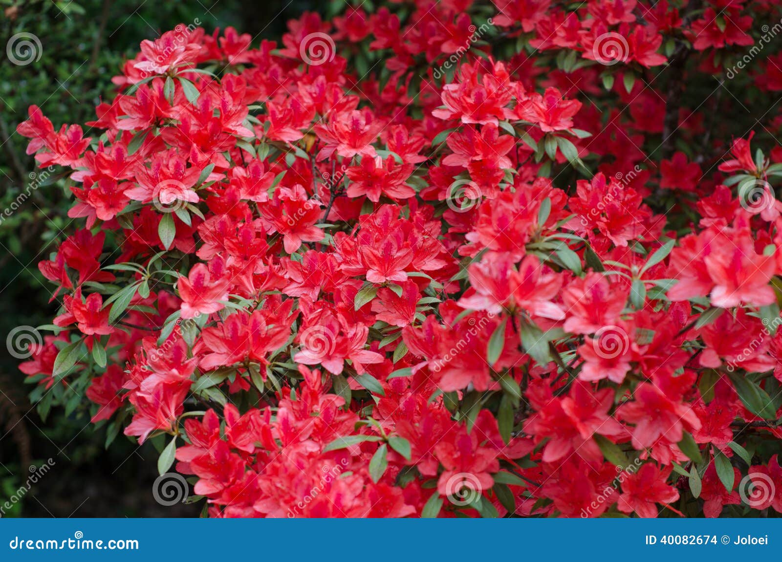 Azalea foto de archivo. Imagen de hoja, ornamental, arbustos - 40082674