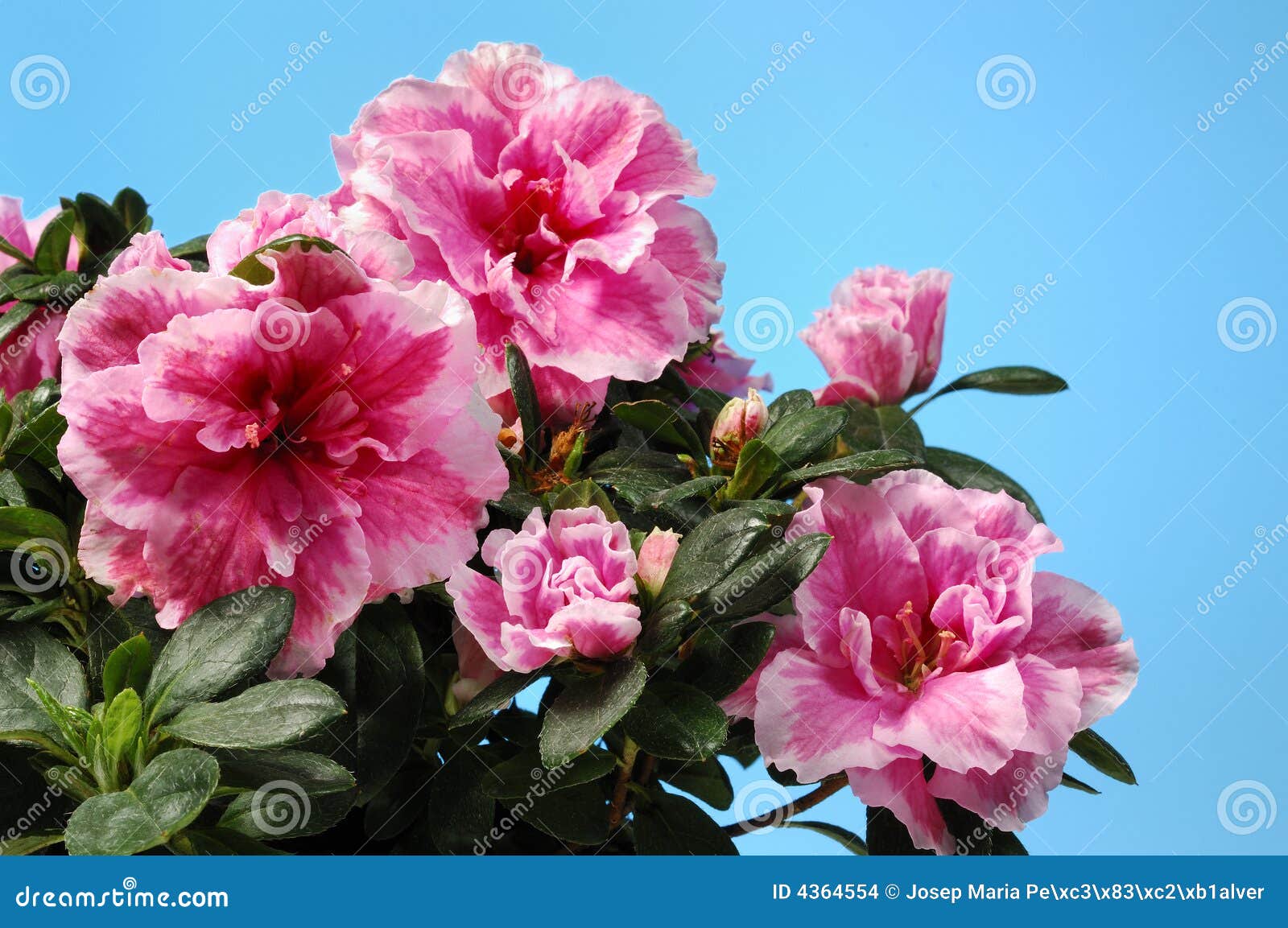 Azalea foto de archivo. Imagen de decorativo, azalea, arbusto - 4364554