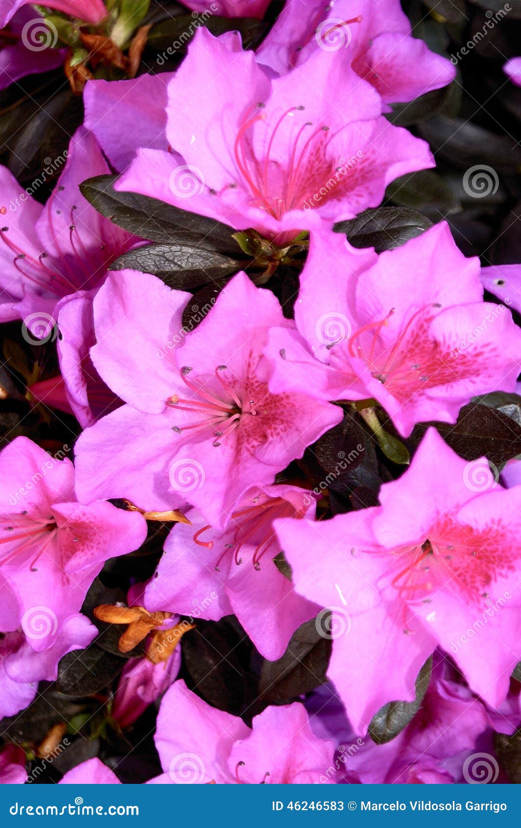 Azalea imagen de archivo. Imagen de hermoso, resorte - 46246583