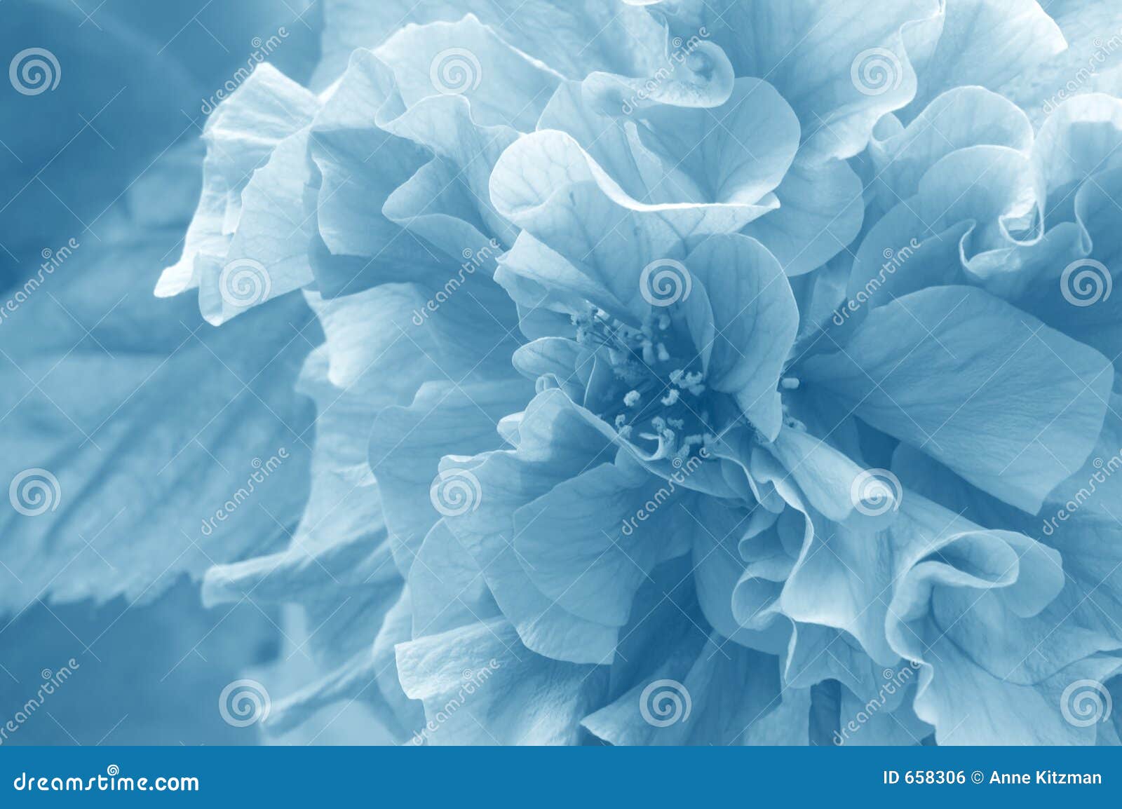Azalea stock photo. Image of tinted, duotone, flower, abstract - 658306