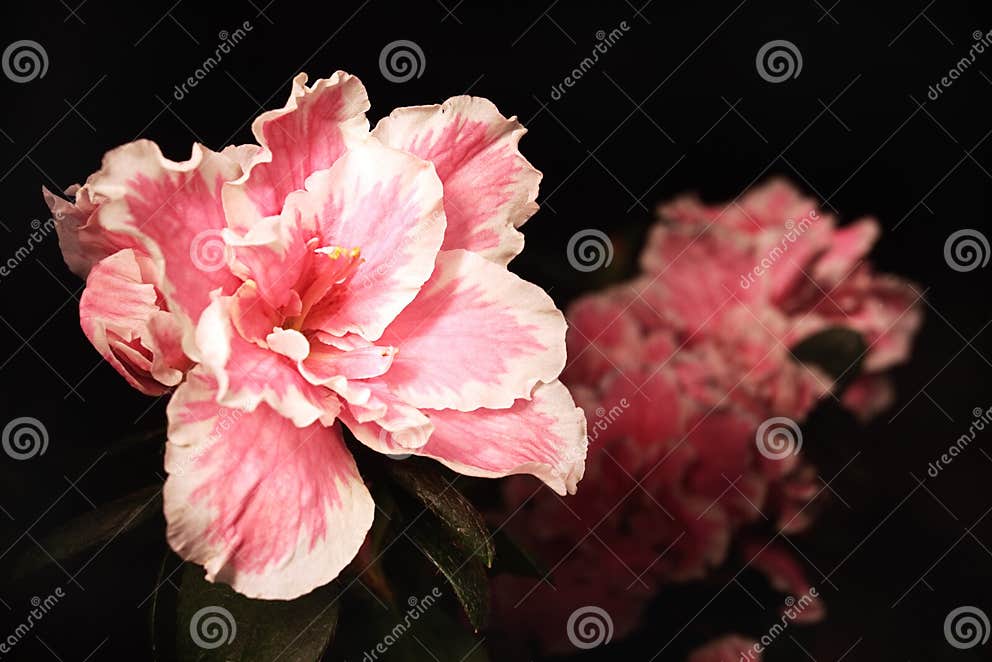 Azalea stock image. Image of flower, macro, nature, group - 7424801