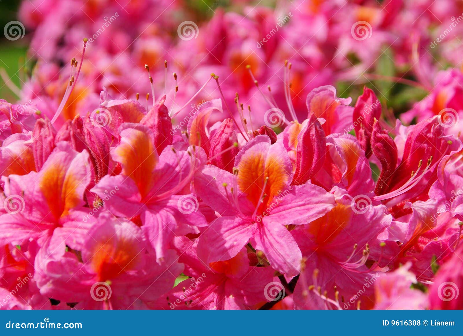 Azalea foto de archivo. Imagen de planta, rosa, azalea - 9616308