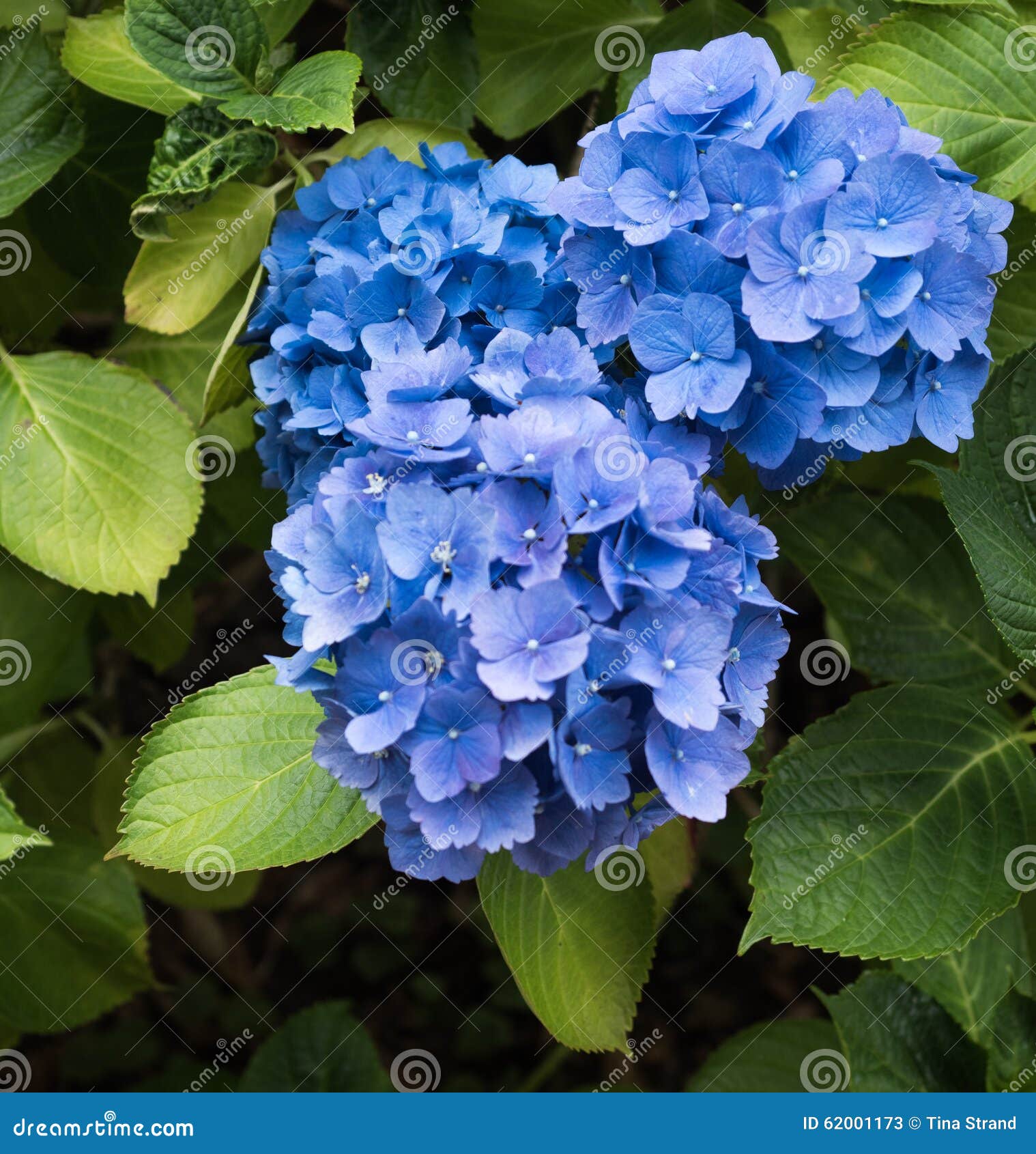 Azalea azul imagen de archivo. Imagen de primer, arbusto - 62001173