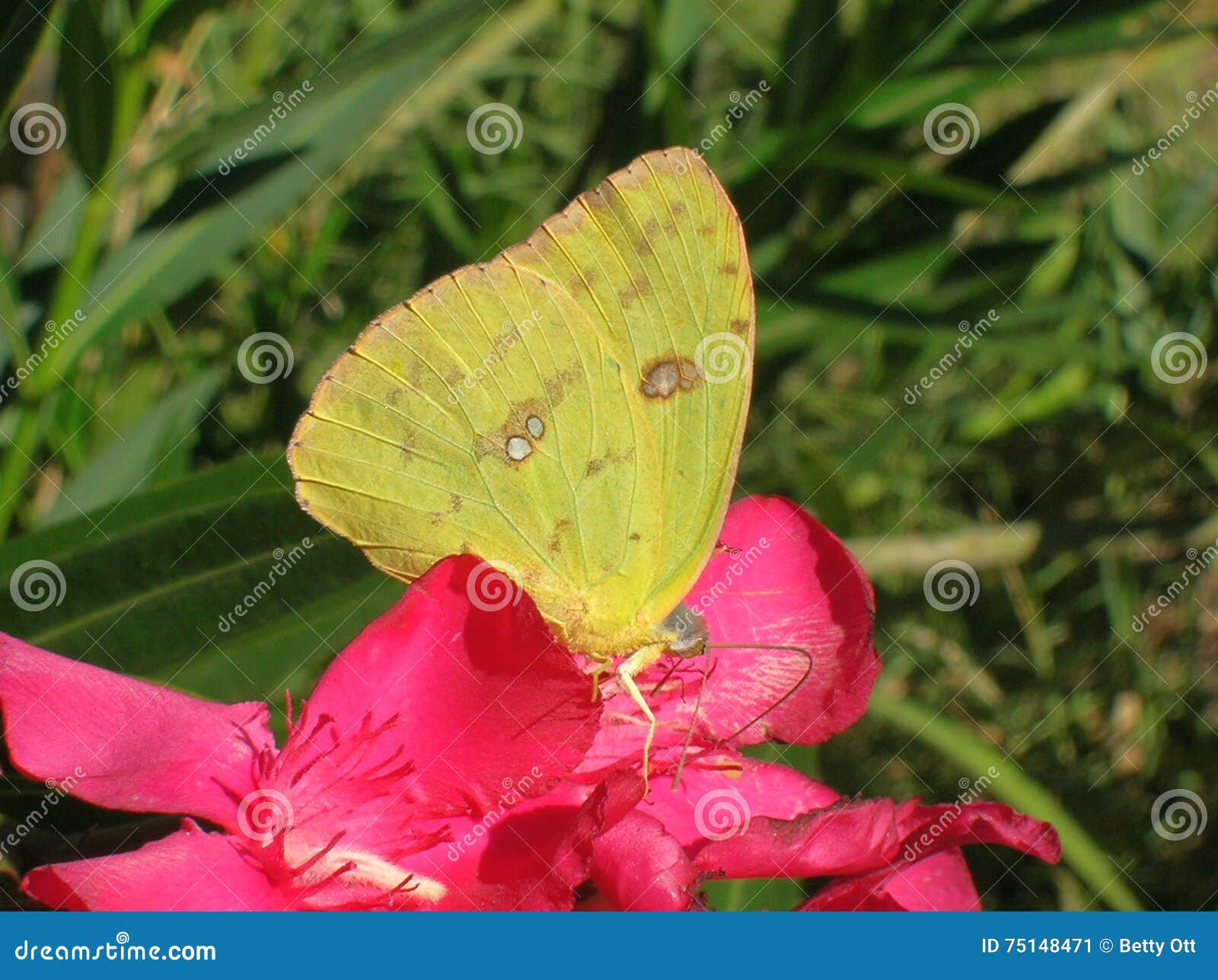 Azalea Bloom with Yellow Butterfly Sampling Pollen Stock Image - Image ...