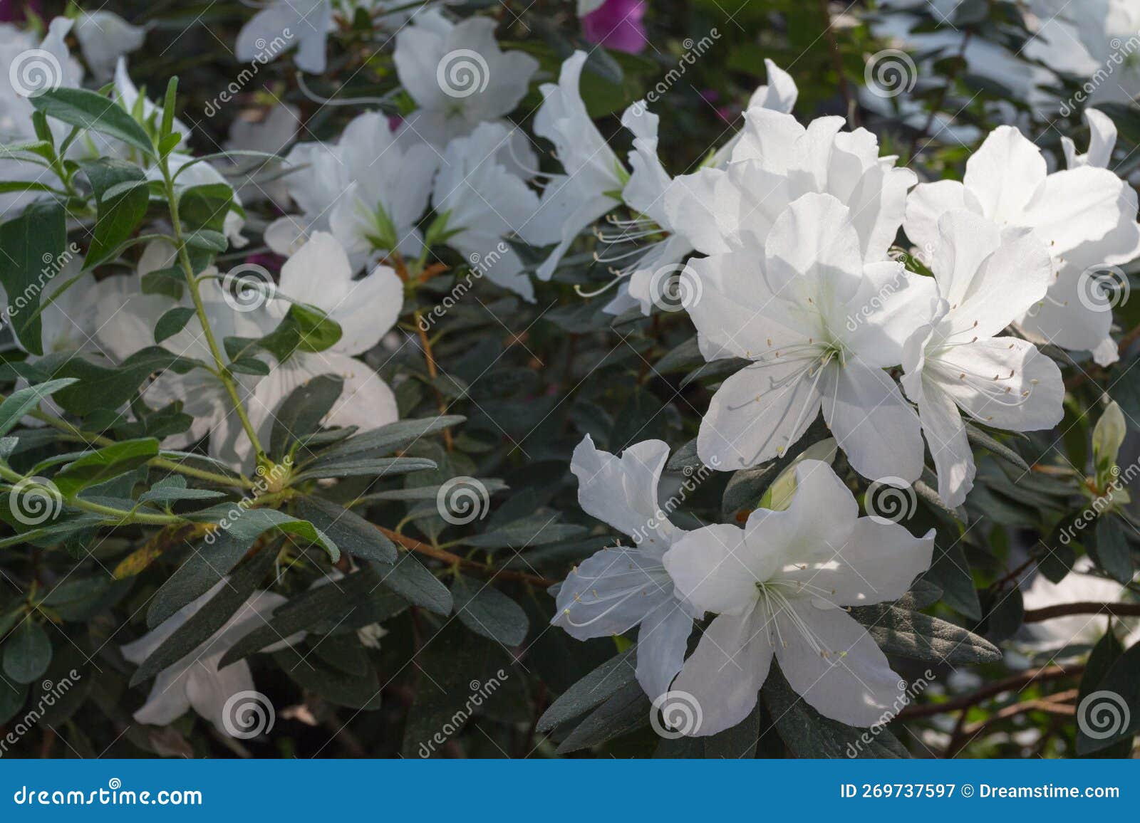 Azalea Blooming in the Garden. White Flowers on a Bush. Stock Image ...