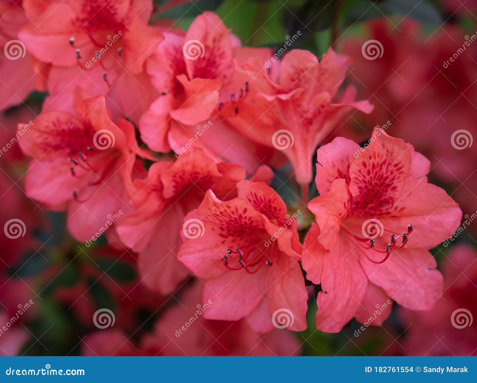 Cascade Azalea Stock Photos - Free & Royalty-Free Stock Photos from ...