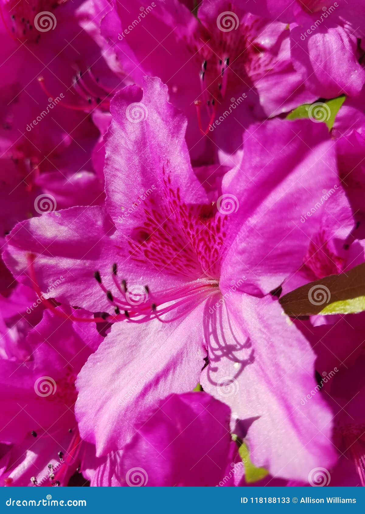 Azalea Blooms cor-de-rosa imagem de stock. Imagem de flores - 118188133