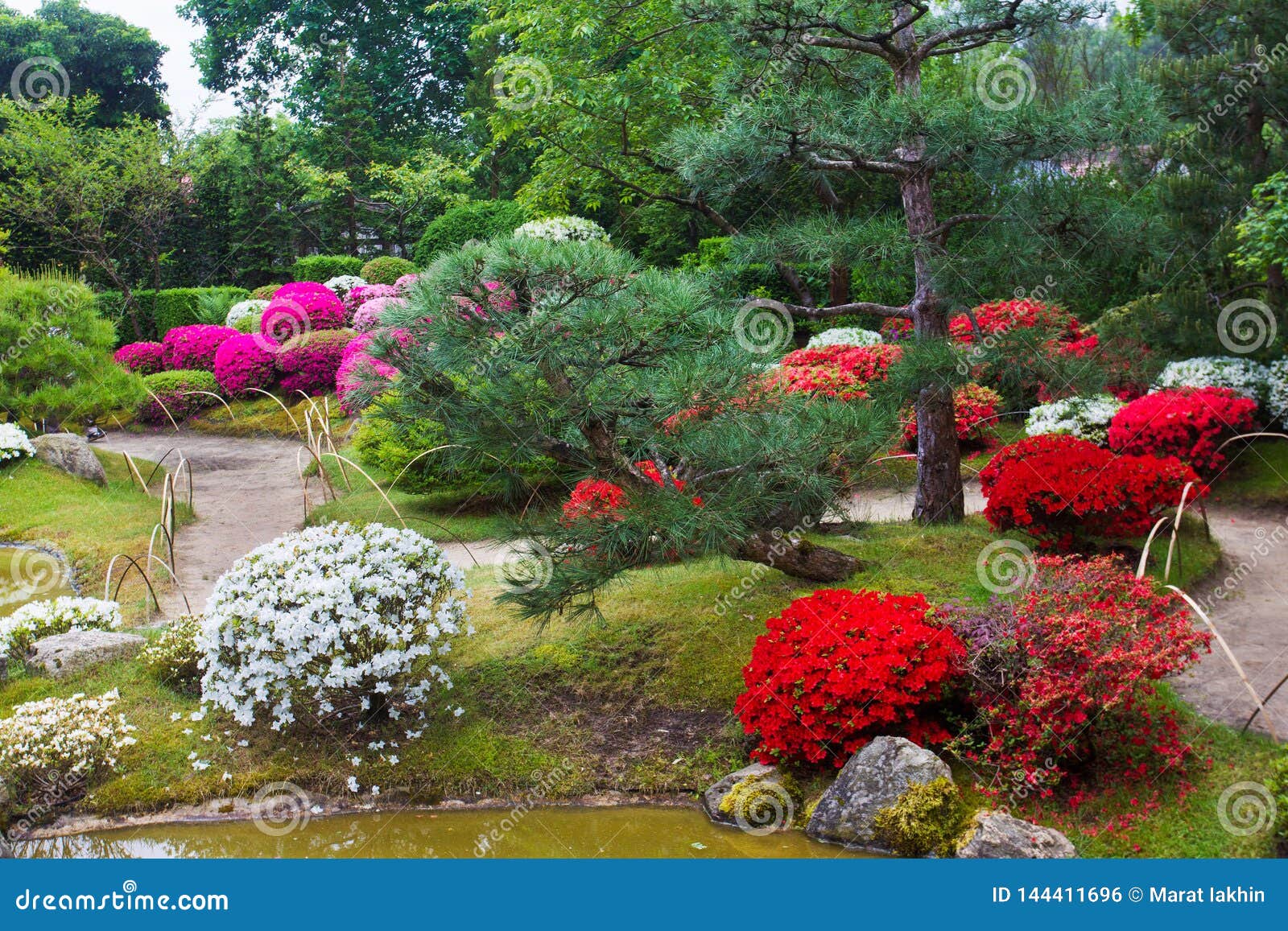 Azalea Blossom in Japanese Garden. Potsdam , Germany Stock Photo ...