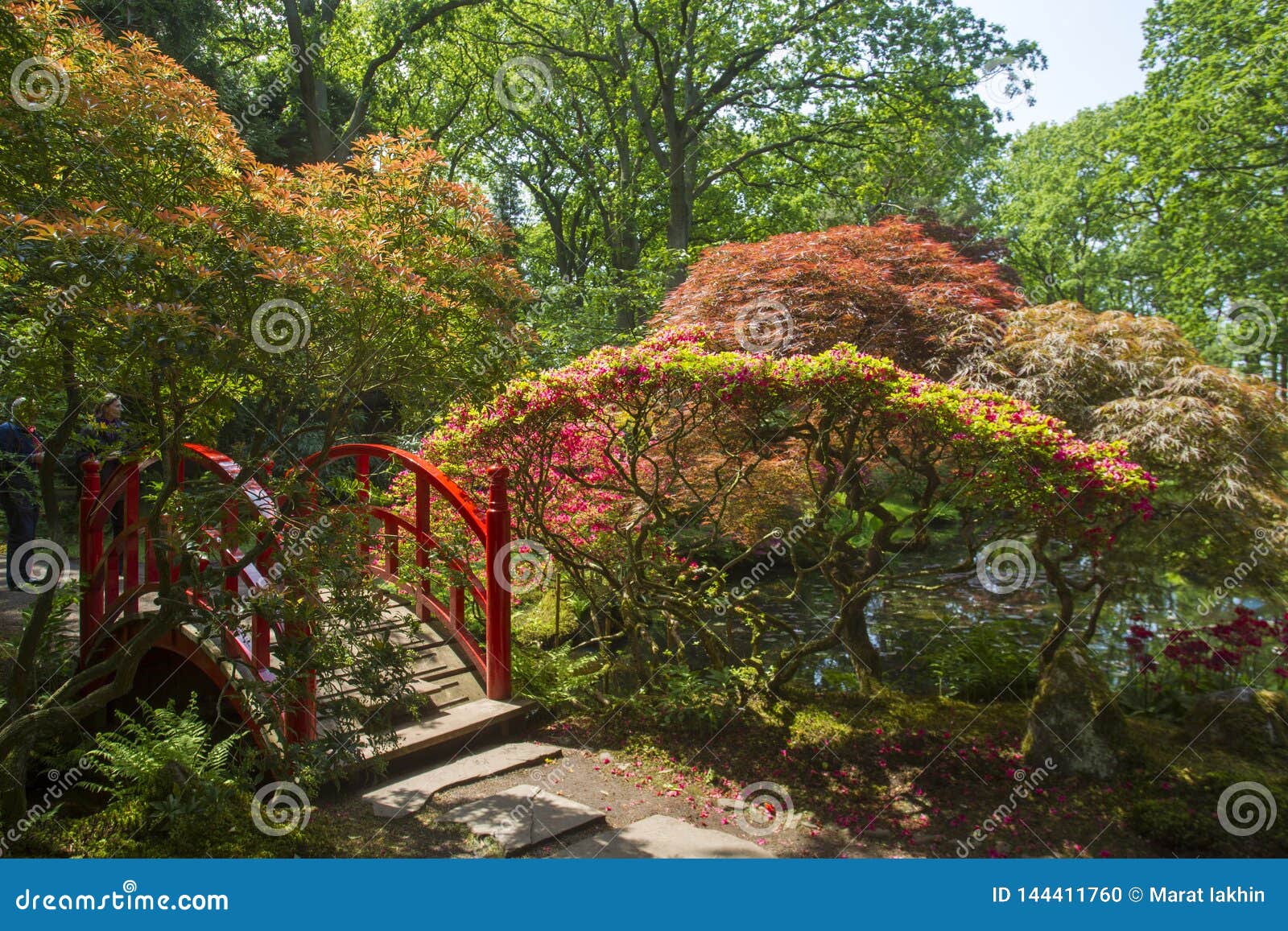 Azalea Blossom in Japanese Garden Stock Photo - Image of azalea ...