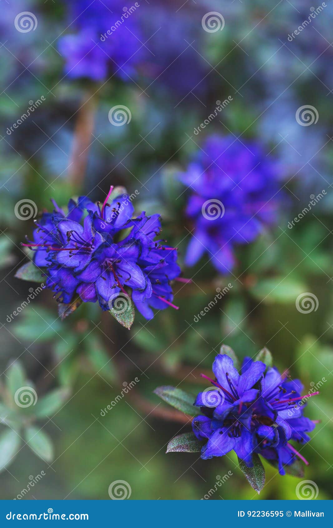 Azalea Blue Baron imagen de archivo. Imagen de delicado - 92236595