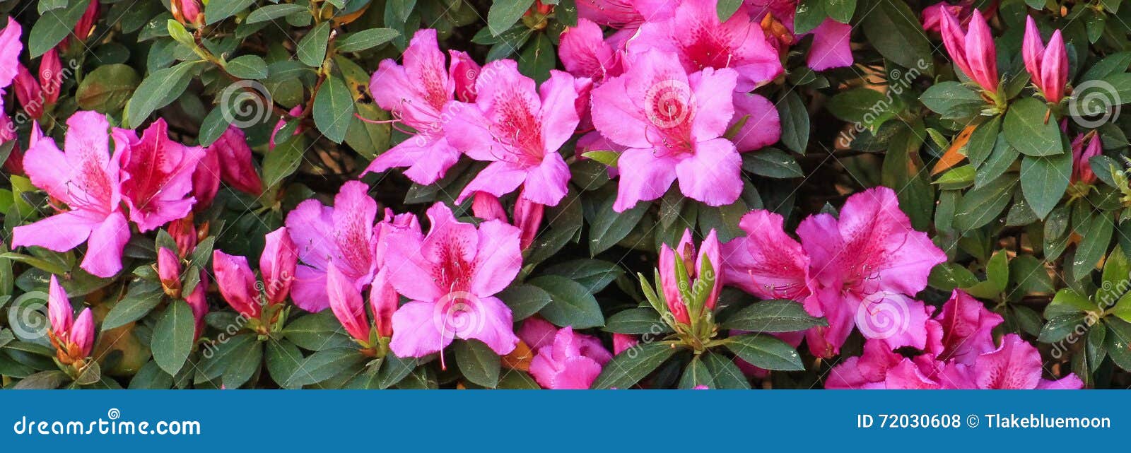 Azalea border stock photo. Image of north, colors, flower - 72030608