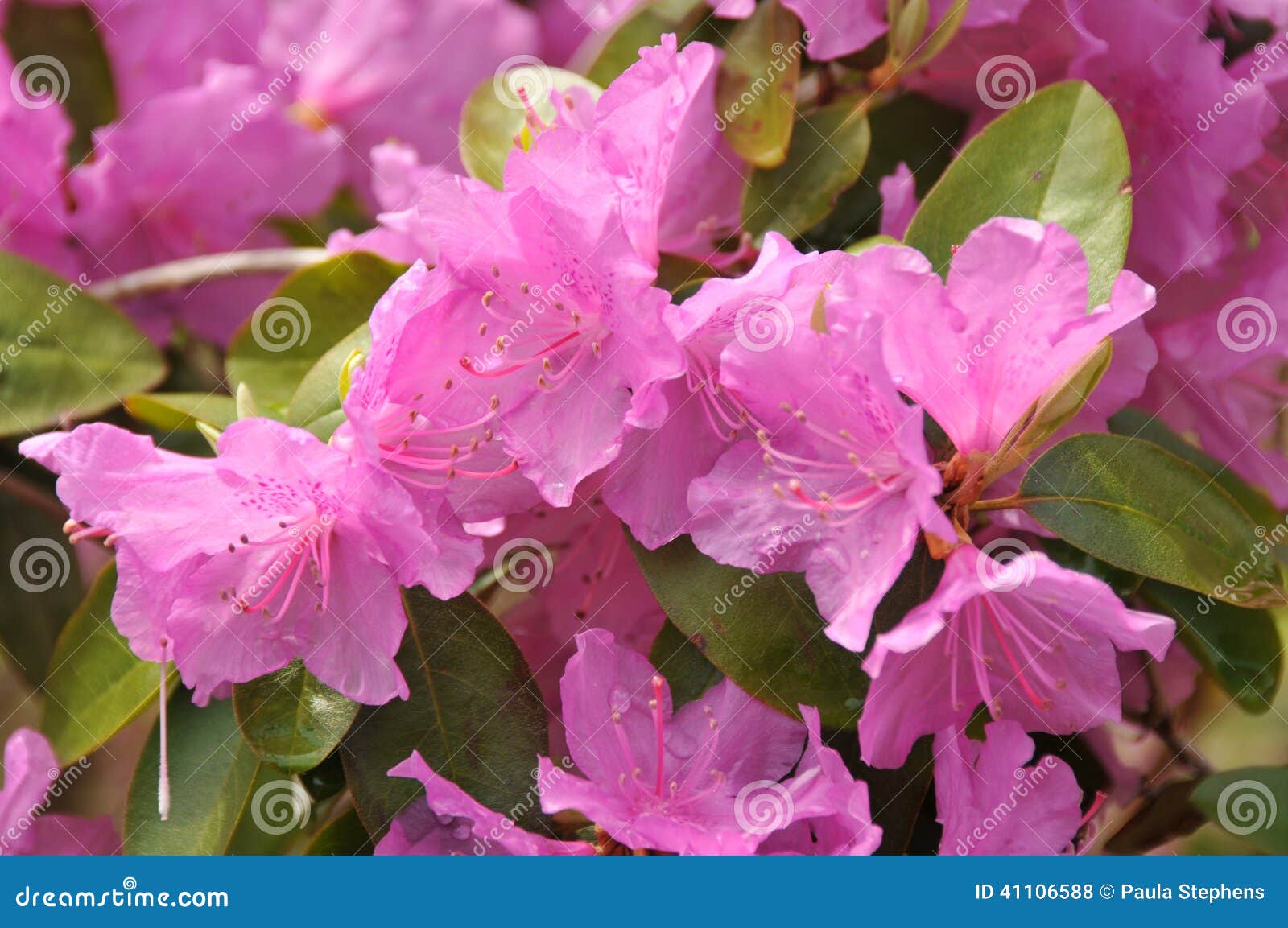 Azalea stock photo. Image of shrub, petal, garden, nature - 41106588