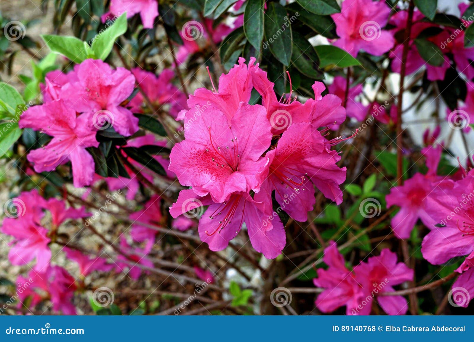 Azalea bush in bloom stock photo. Image of evergreen - 89140768
