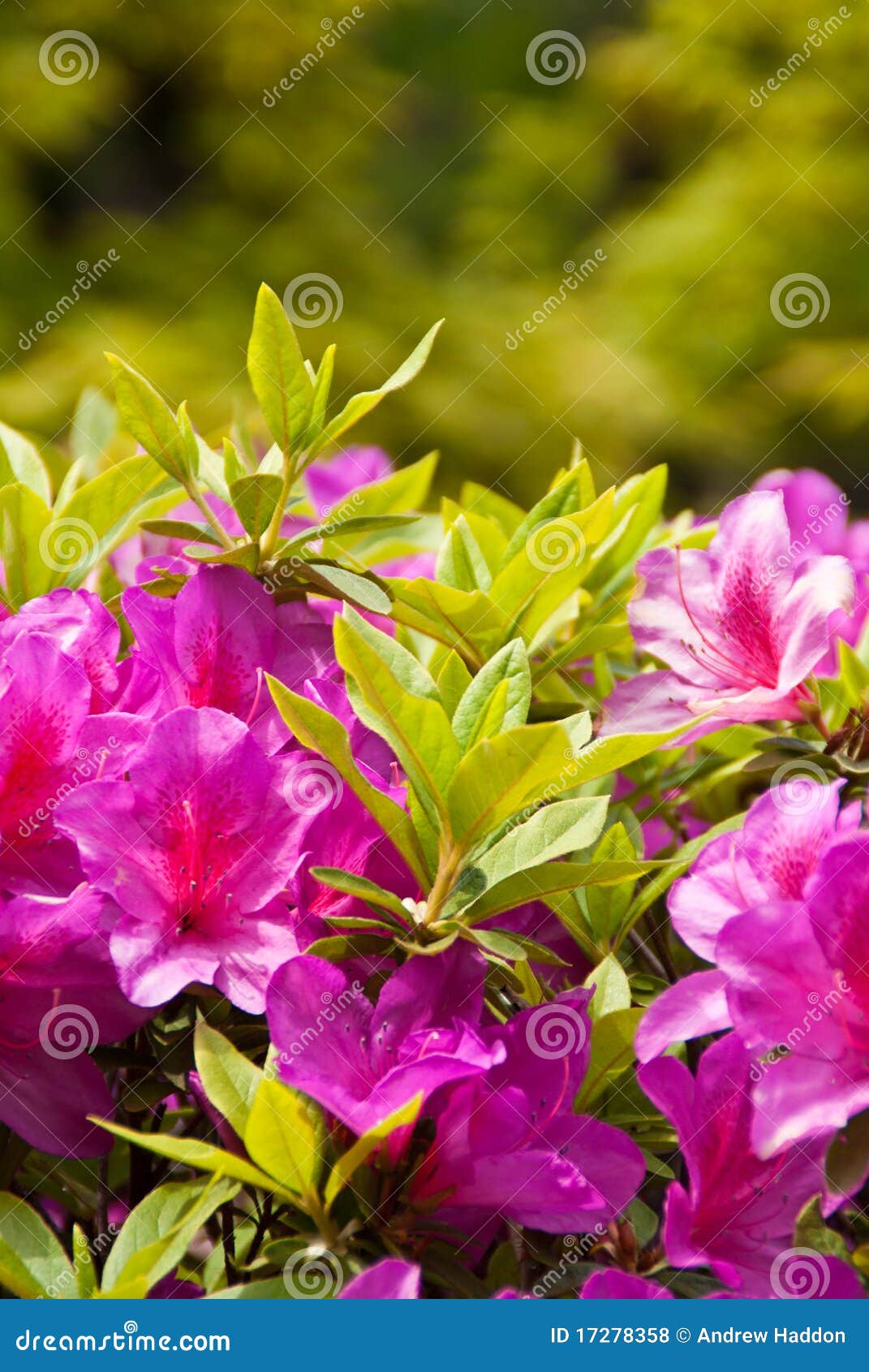 Azalea bush closeup stock photo. Image of bunch, pretty - 17278358