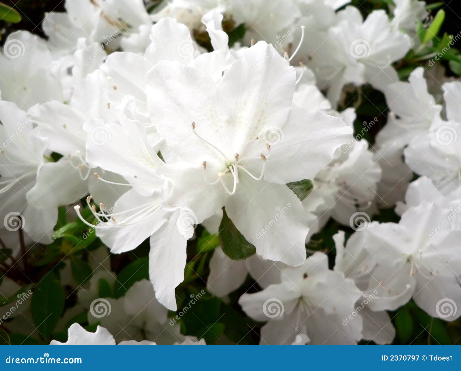 Azalea bush flowers macro stock image. Image of plant - 2370797
