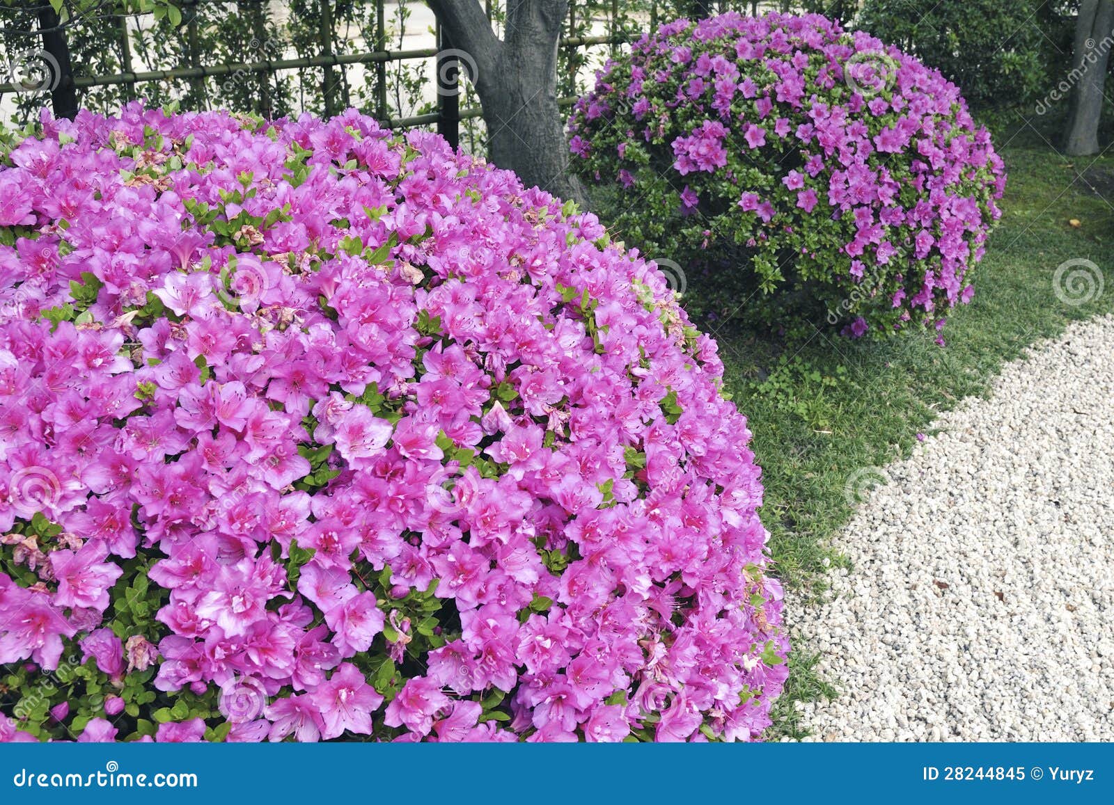 Azalea bushes stock image. Image of flower, blossom, bush - 28244845