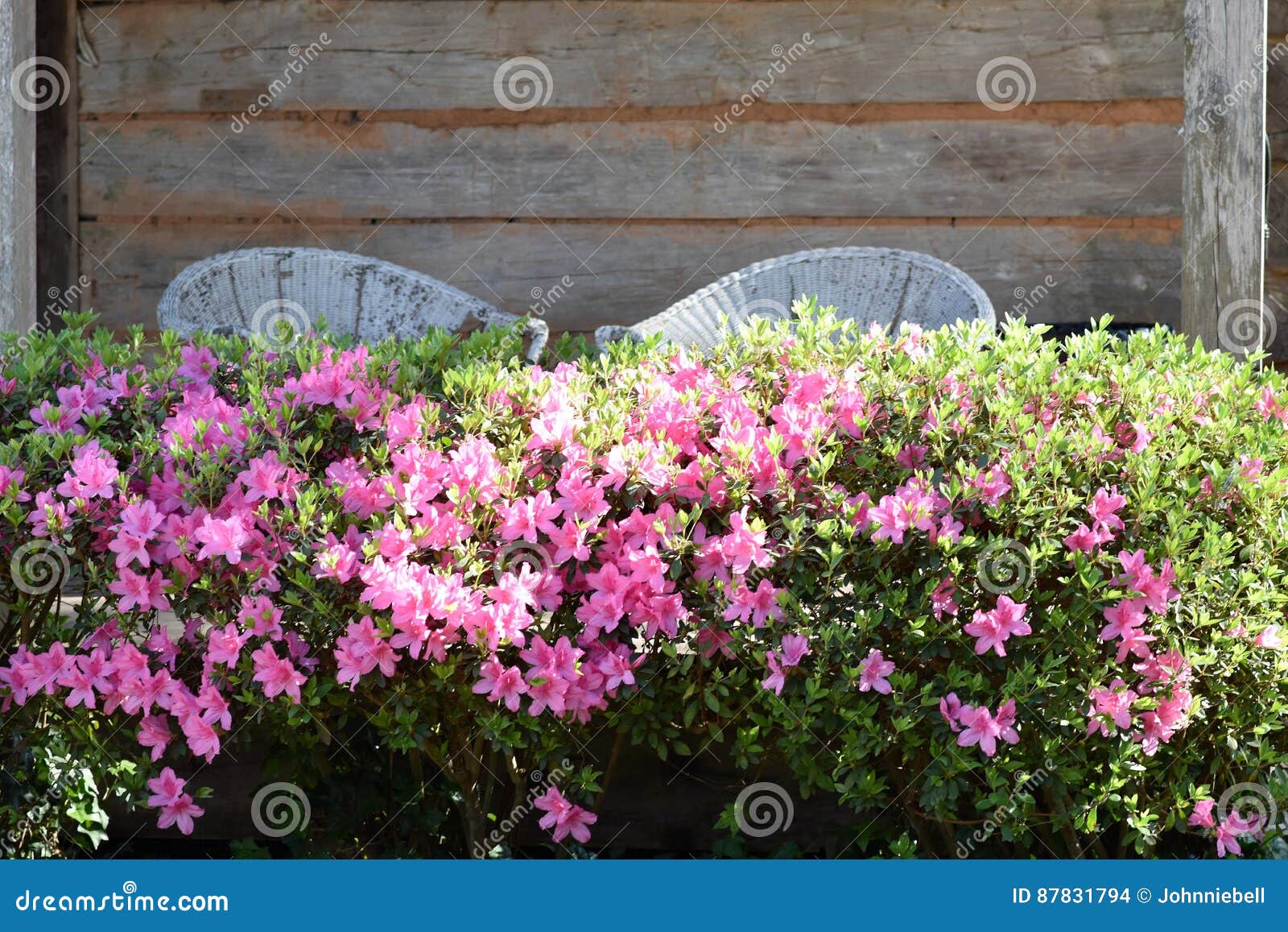 Azalea Bushes stock photo. Image of wicker, rustic, bushes - 87831794