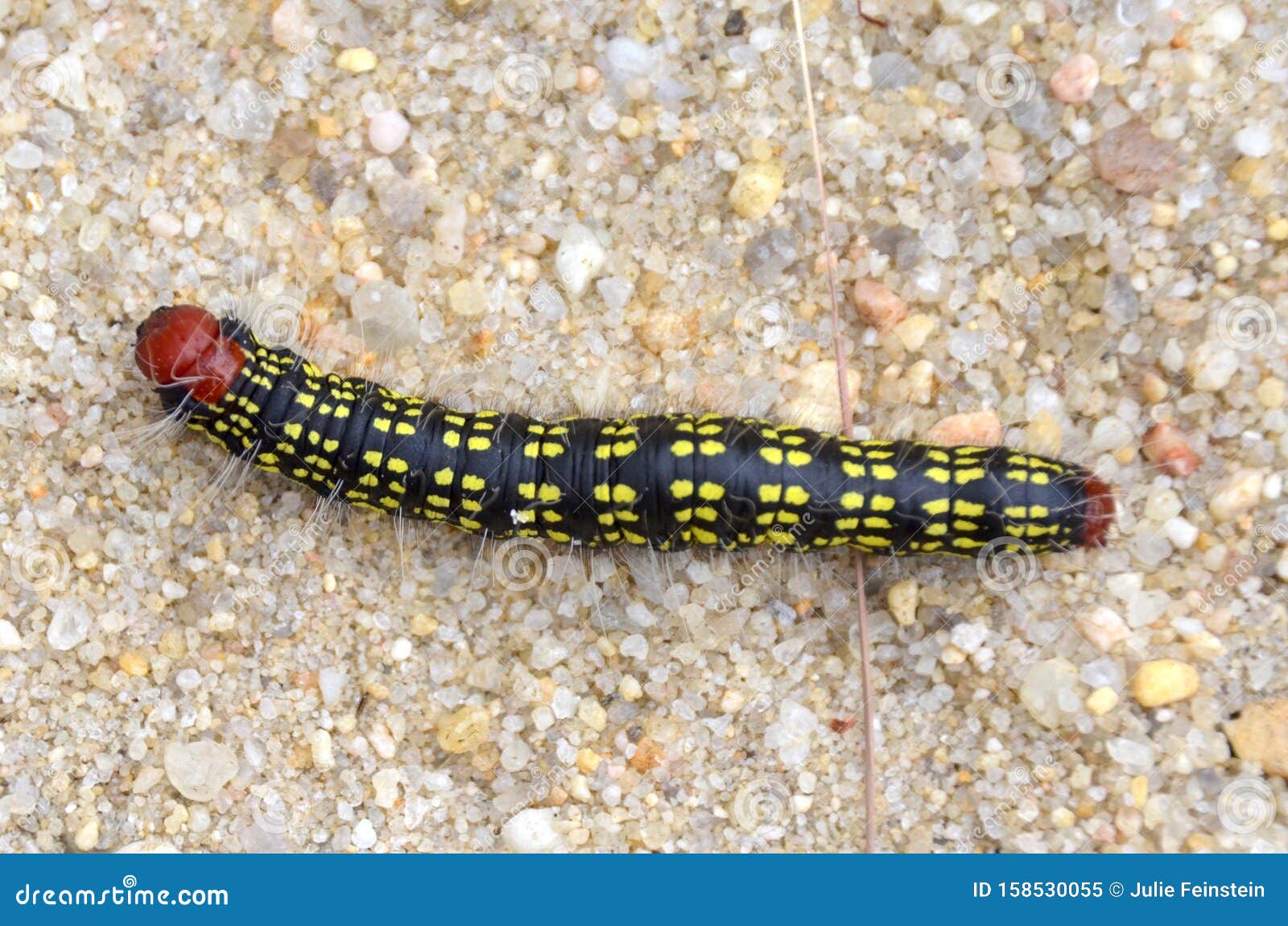 Azalea Caterpillar stock image. Image of datana, caterpillar - 158530055