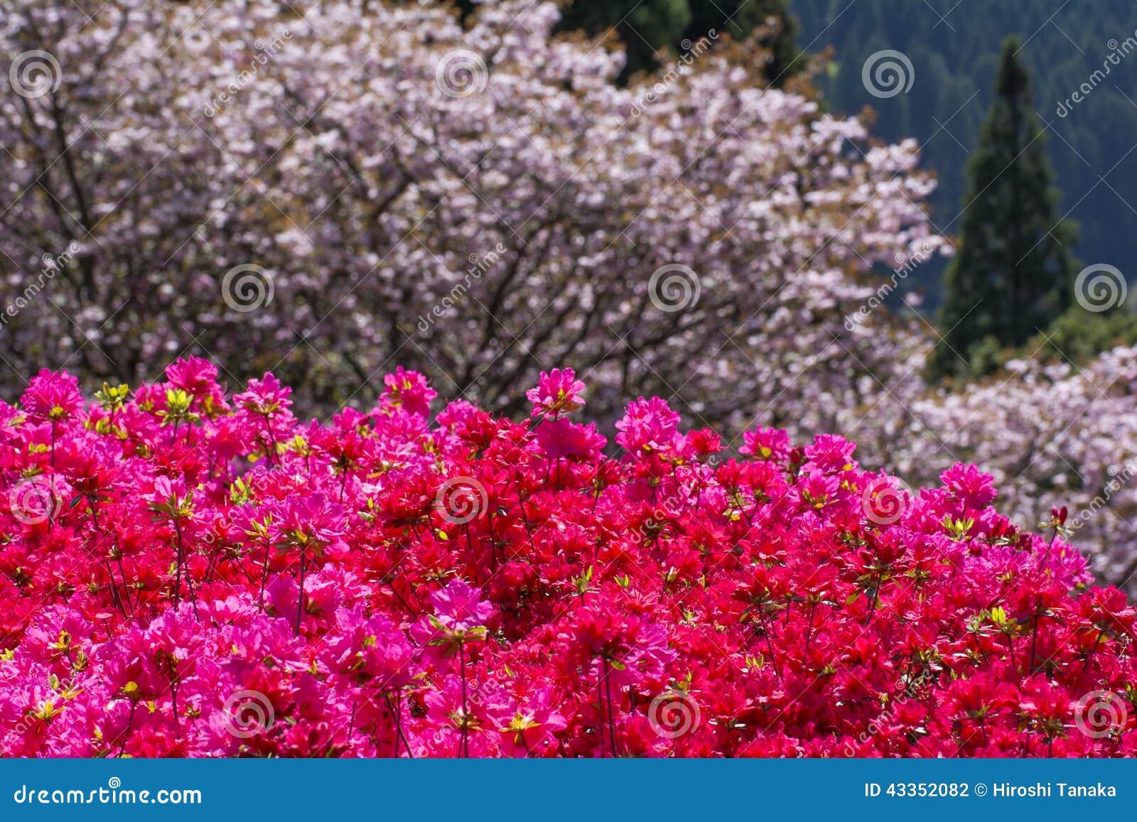 Azalea and Cherry Blossom Blur Stock Photo - Image of vivid, asia: 43352082