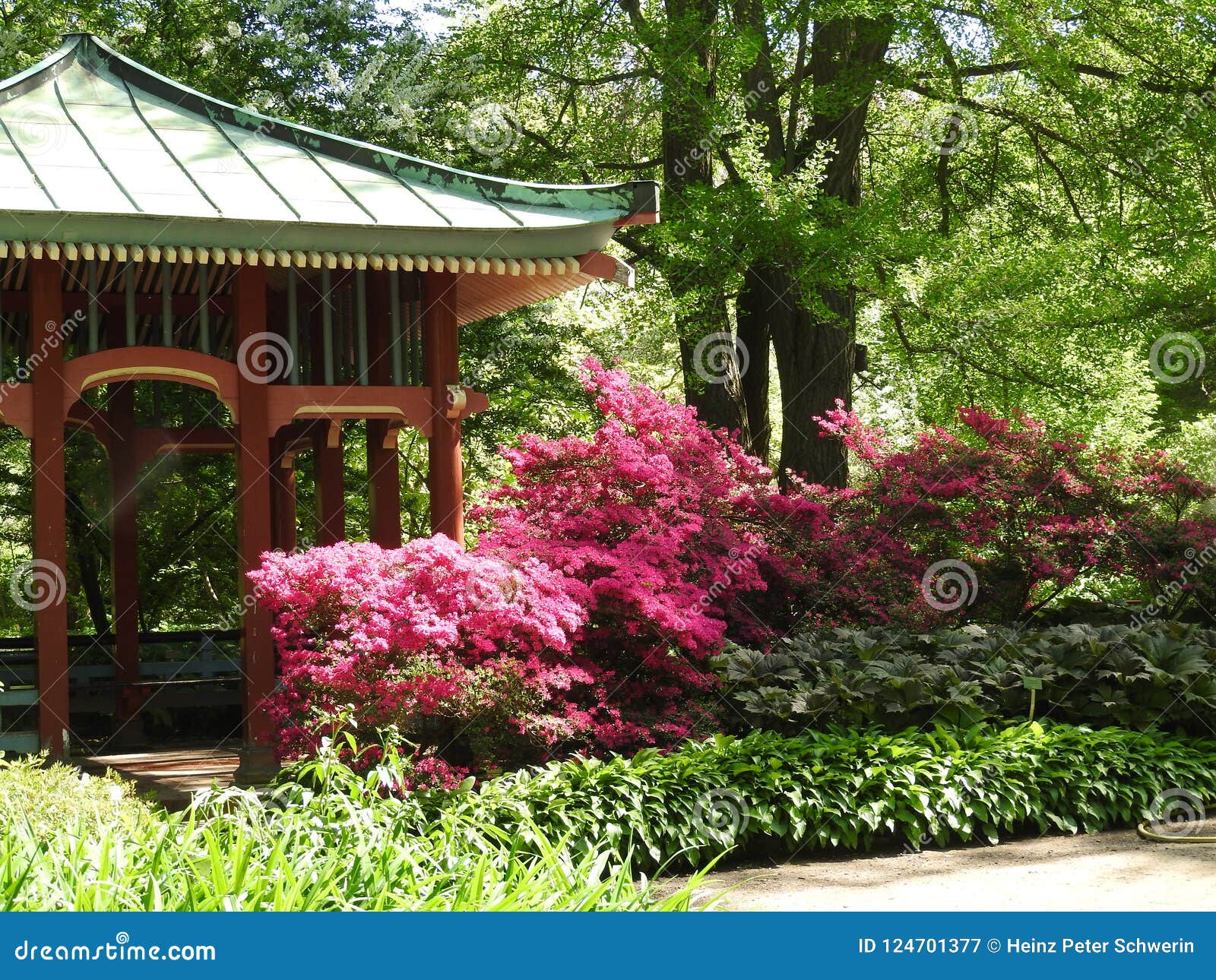 Azalea in Different Colors and Different Sizes Stock Image - Image of ...