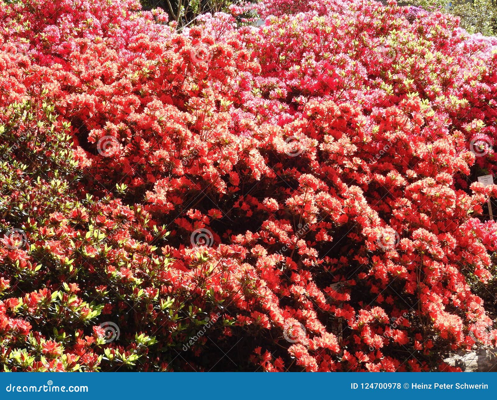 Azalea in Different Colors and Different Sizes Stock Photo - Image of ...