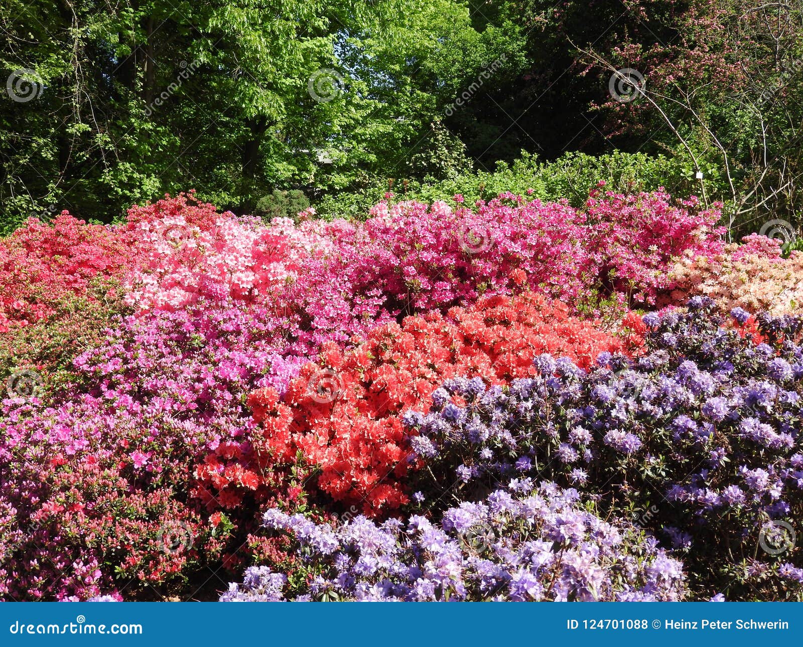 Azalea in Different Colors and Different Sizes Stock Photo - Image of ...