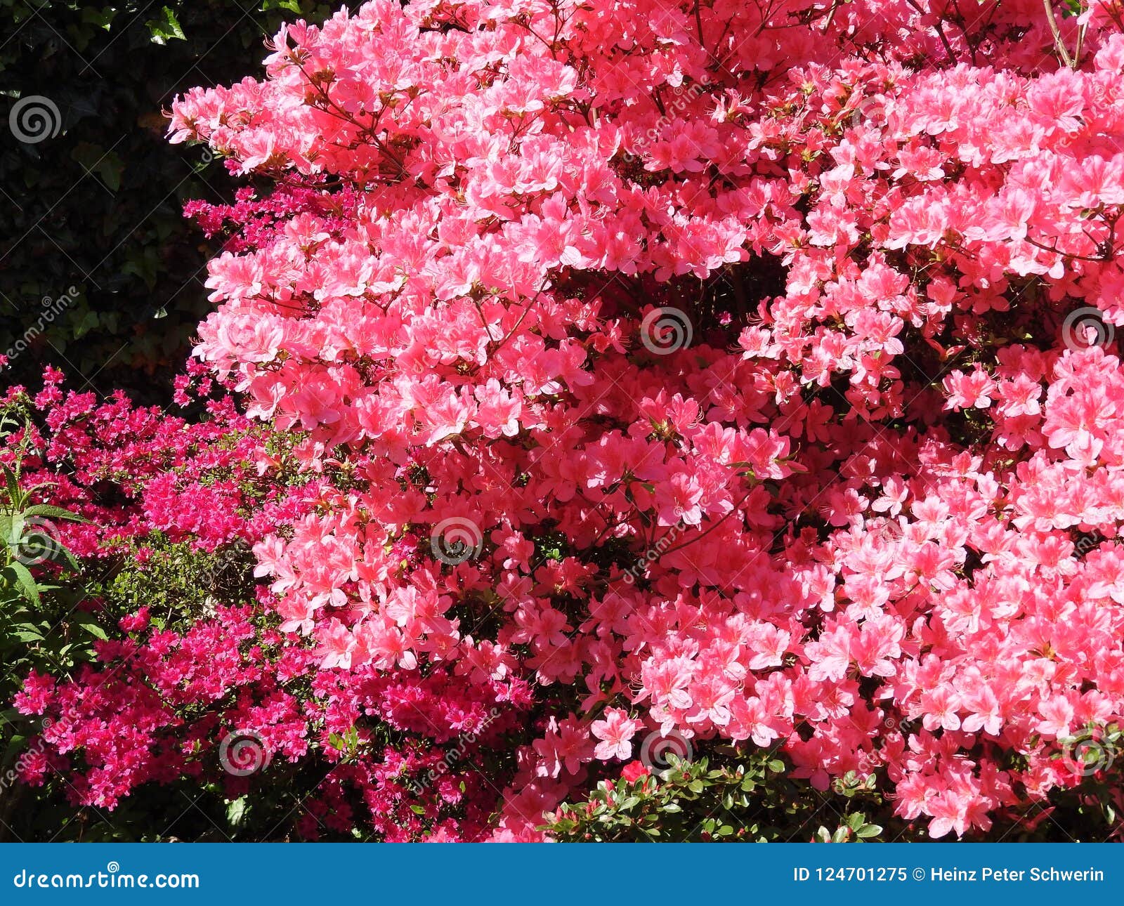 Azalea in Different Colors and Different Sizes Stock Image - Image of ...