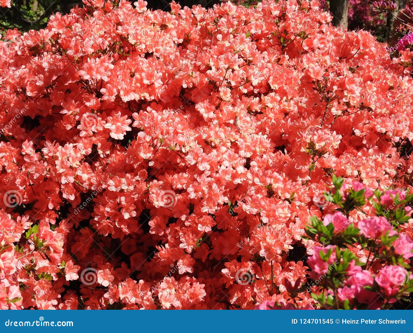 Azalea in Different Colors and Different Sizes Stock Image - Image of ...