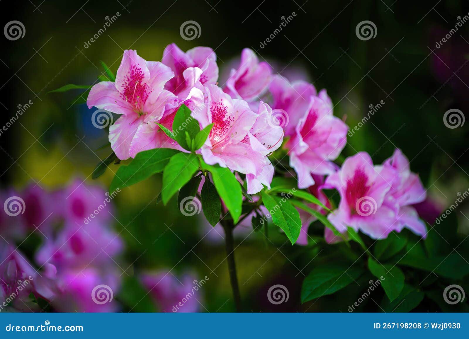 Azalea flower stock photo. Image of green, spring, outdoor - 267198208