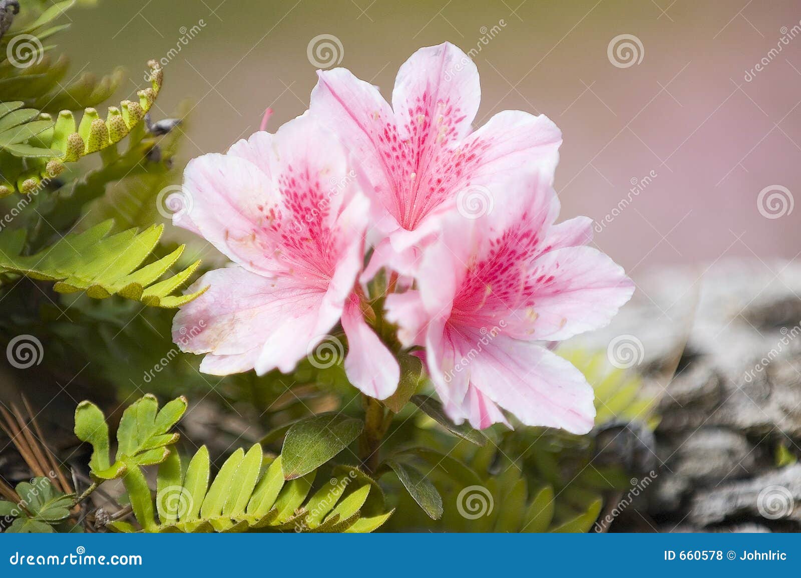 Azalea flower stock photo. Image of stem, plant, spring - 660578