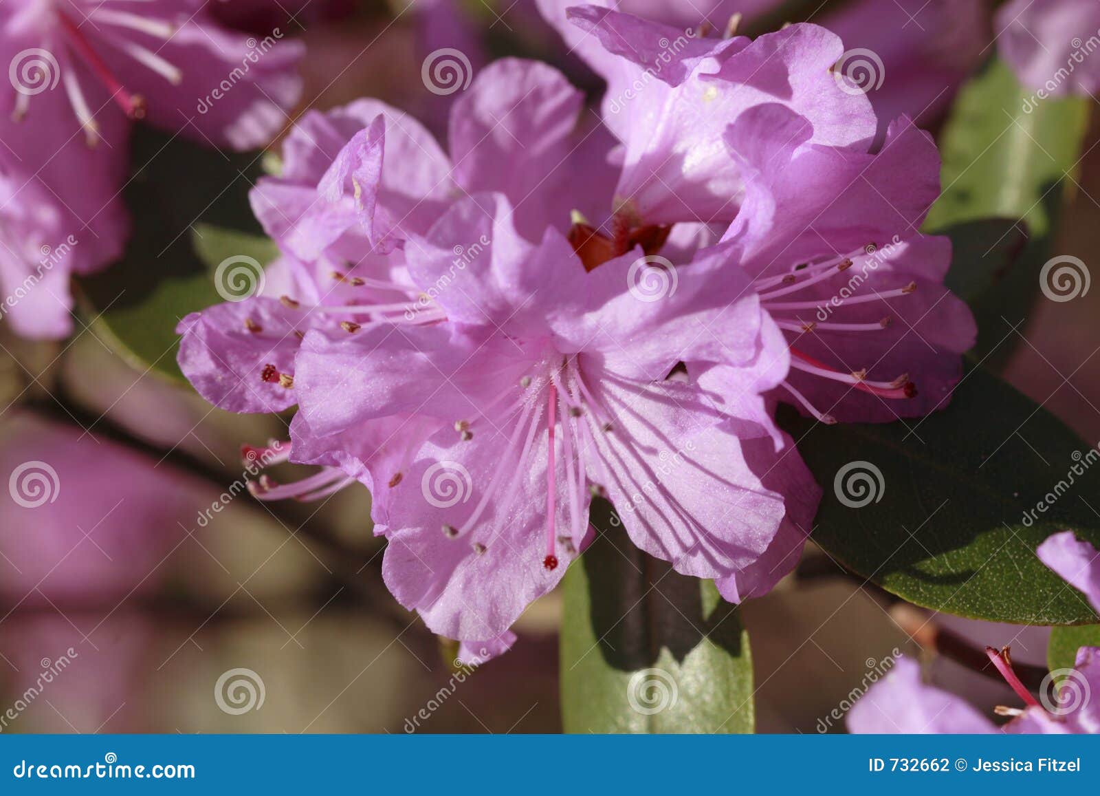 Azalea Flower stock photo. Image of stamen, pollen, flowers - 732662