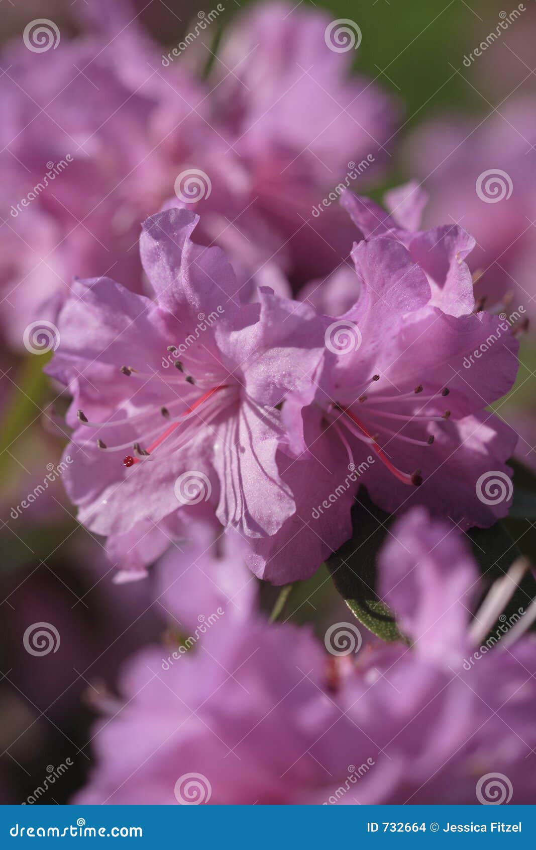 Azalea flower stock photo. Image of plant, stamen, pollen - 732664