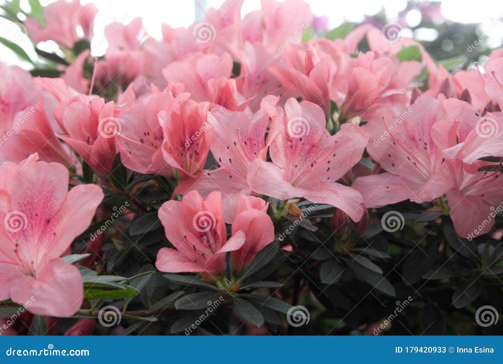 Azalea Flower stock image. Image of garden, blossom - 179420933