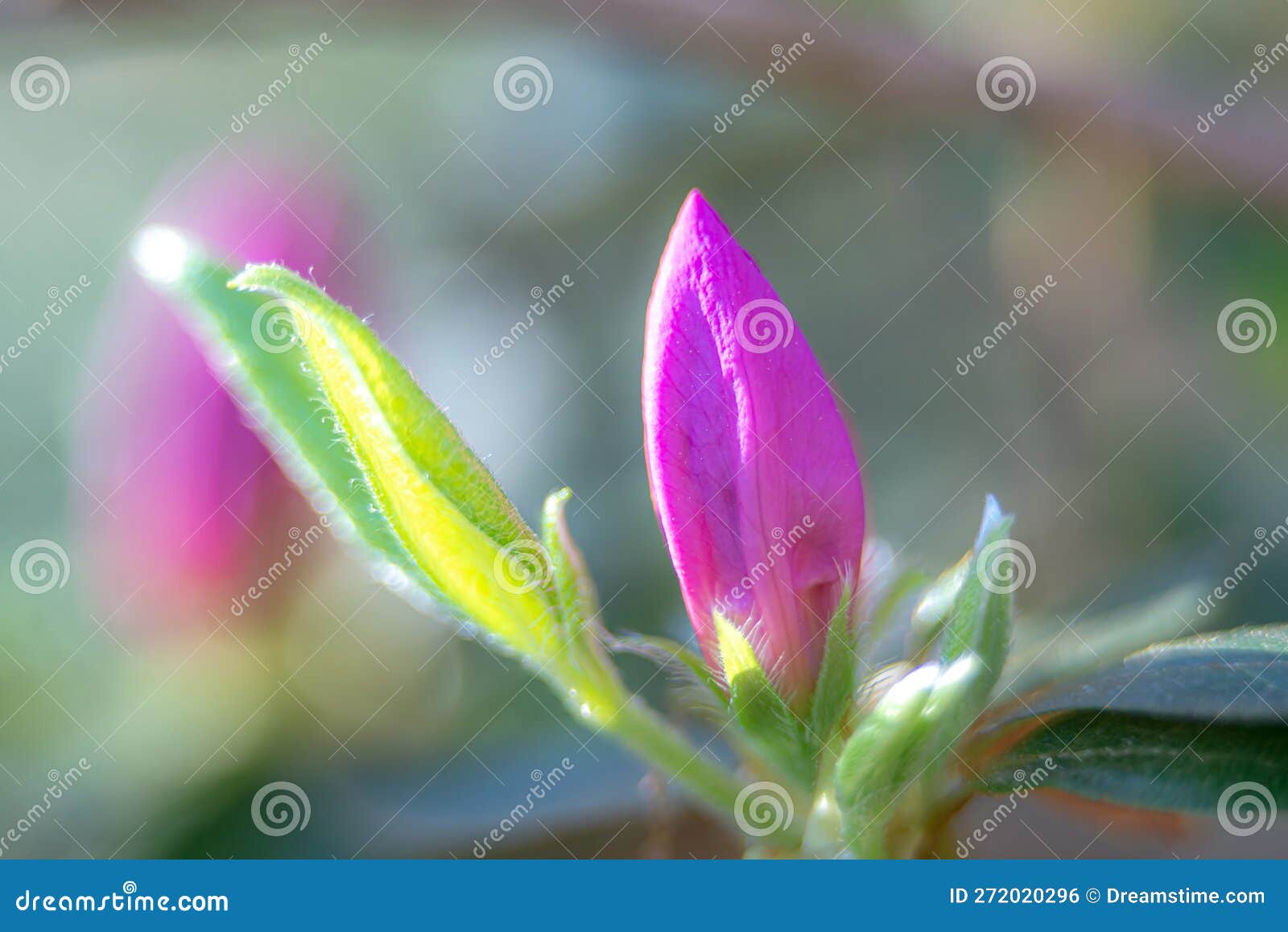 Azalea Flower Budding during Spring Season Stock Photo - Image of ...