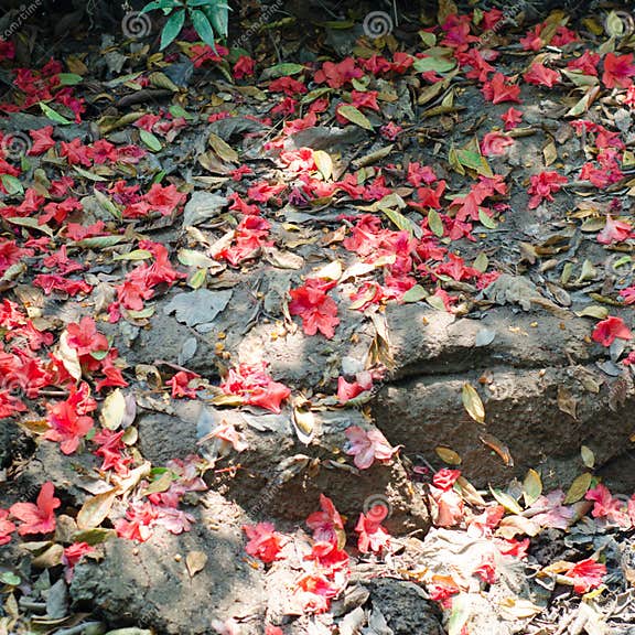 Azalea flower fall stock image. Image of flower, leaf - 39755883