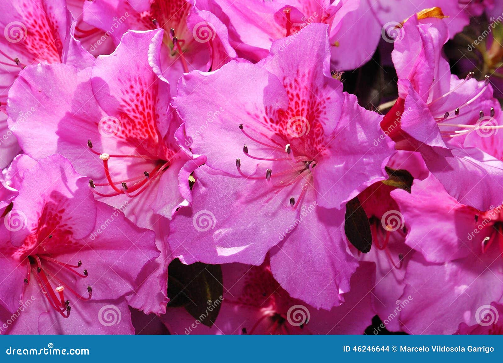 Azalea flower stock photo. Image of scenic, flowers, natural - 46246644