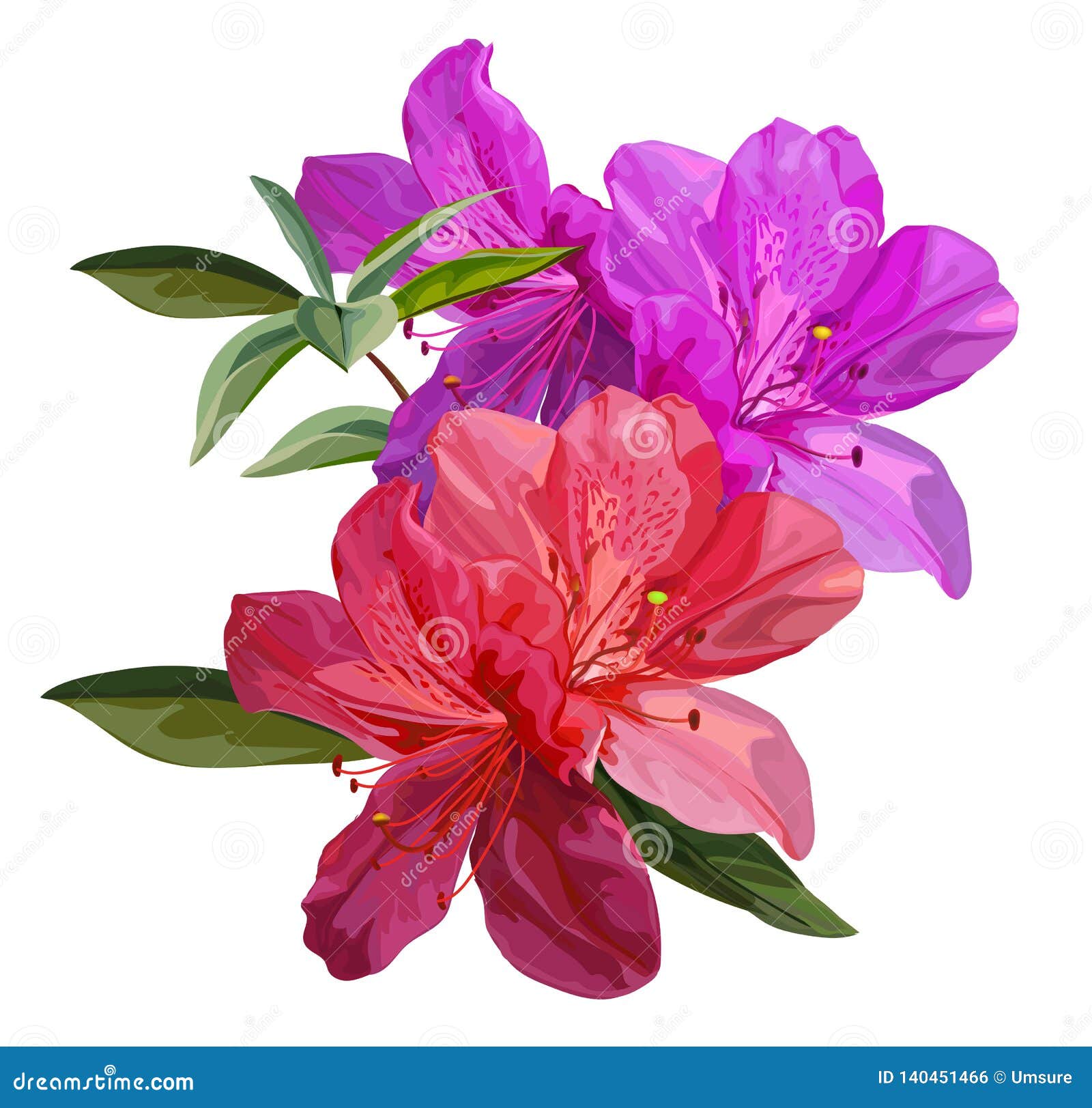 Azalea Flower Vector Illustration Stock Vector - Illustration of ...