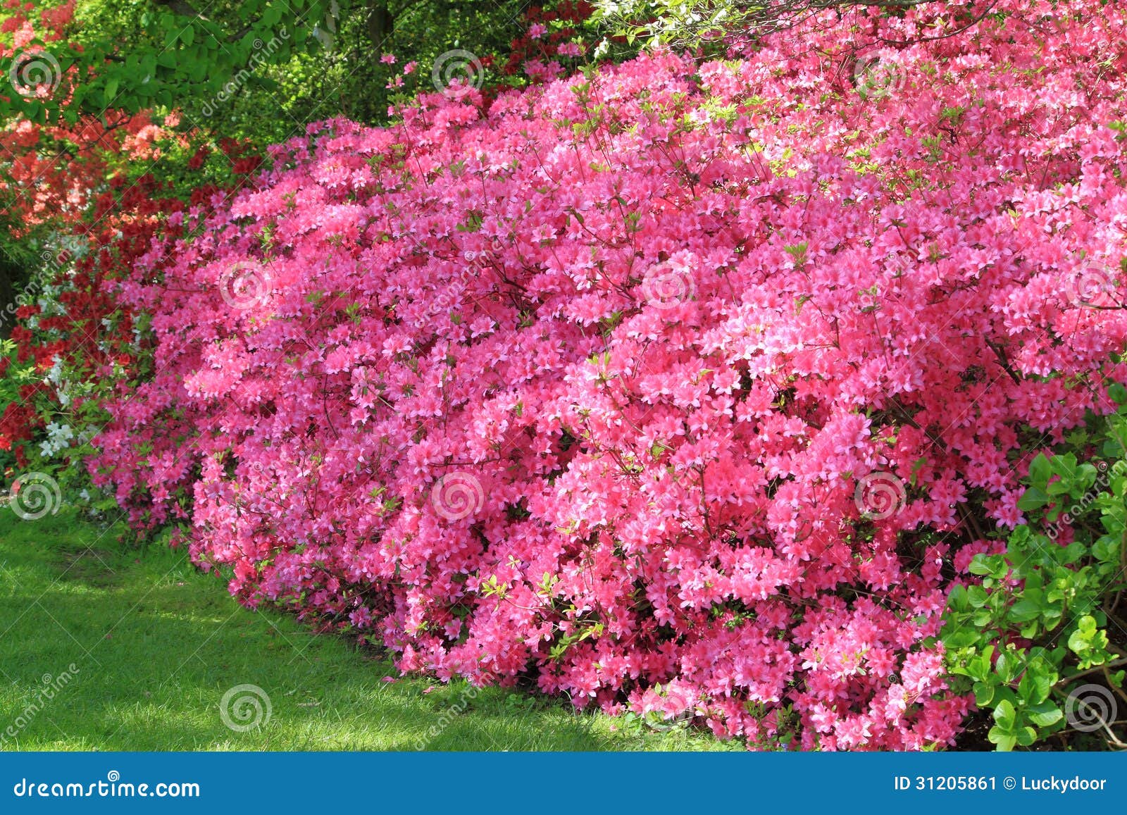 Pink Azaleas Blooms With Small Evergreen Leaves Royalty-Free Stock ...