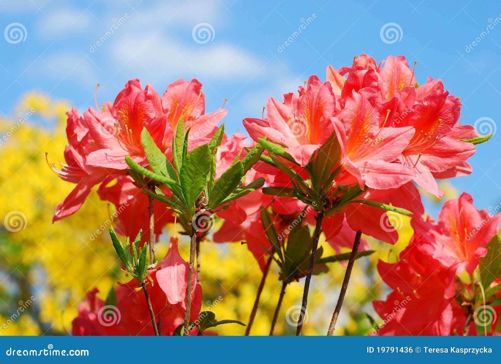 Azalea Flowers Royalty-Free Stock Photography | CartoonDealer.com #52772105