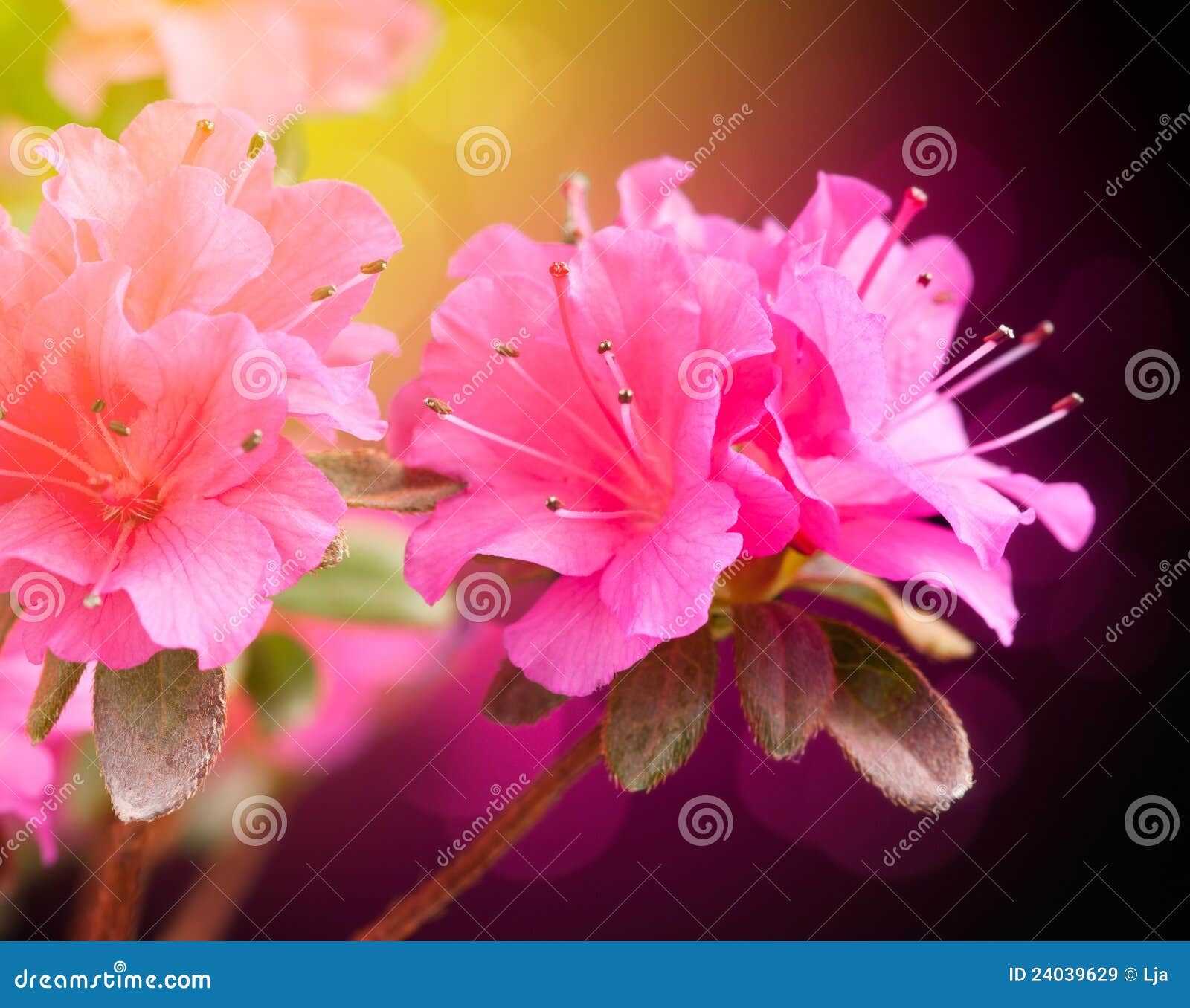 Azalea flowers stock image. Image of fresh, gardening - 24039629