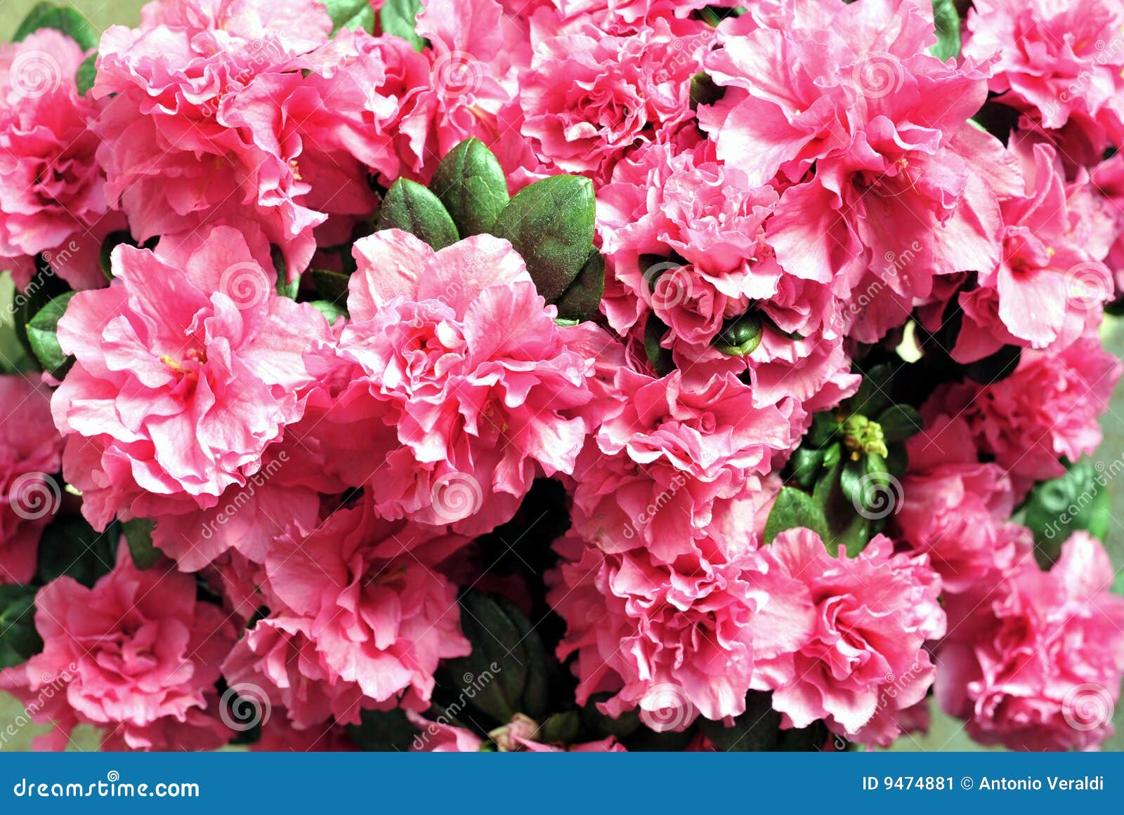 Azalea flowers stock image. Image of closeup, azalea, close - 9474881