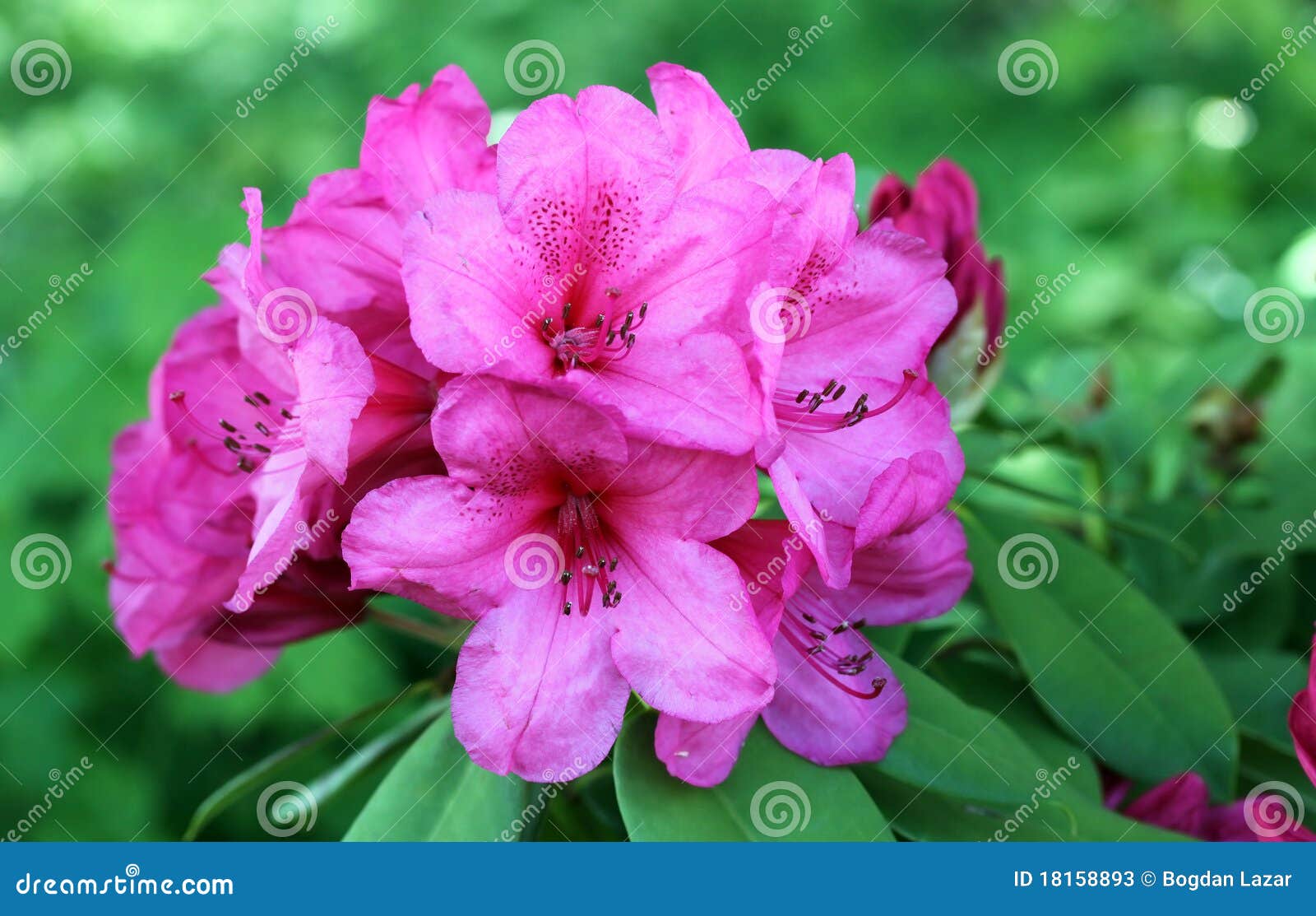 Azalea flowers in bloom stock image. Image of flower - 18158893